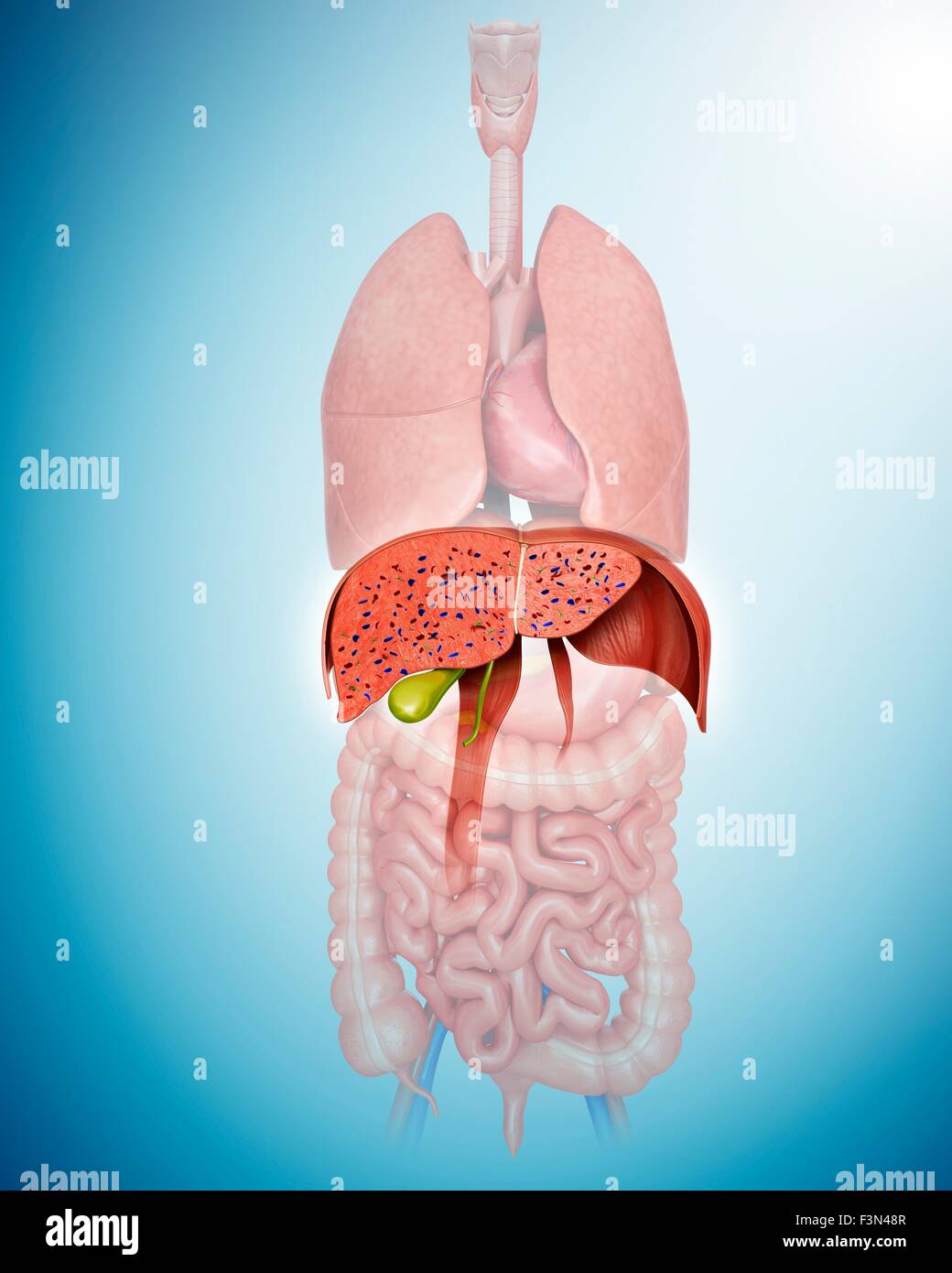Cross section of liver, illustration Stock Photo - Alamy