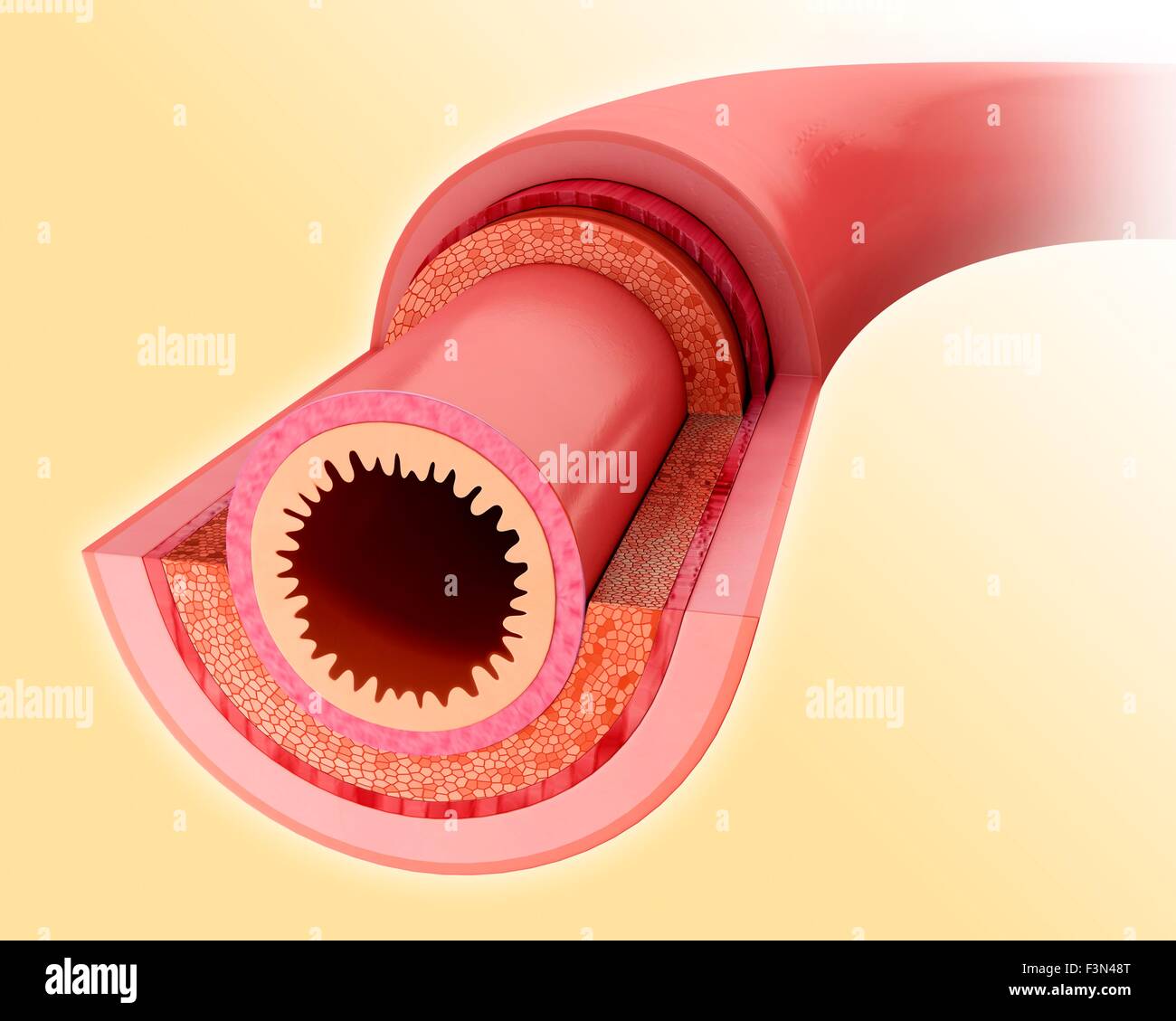 Human small intestinal wall hi-res stock photography and images - Alamy