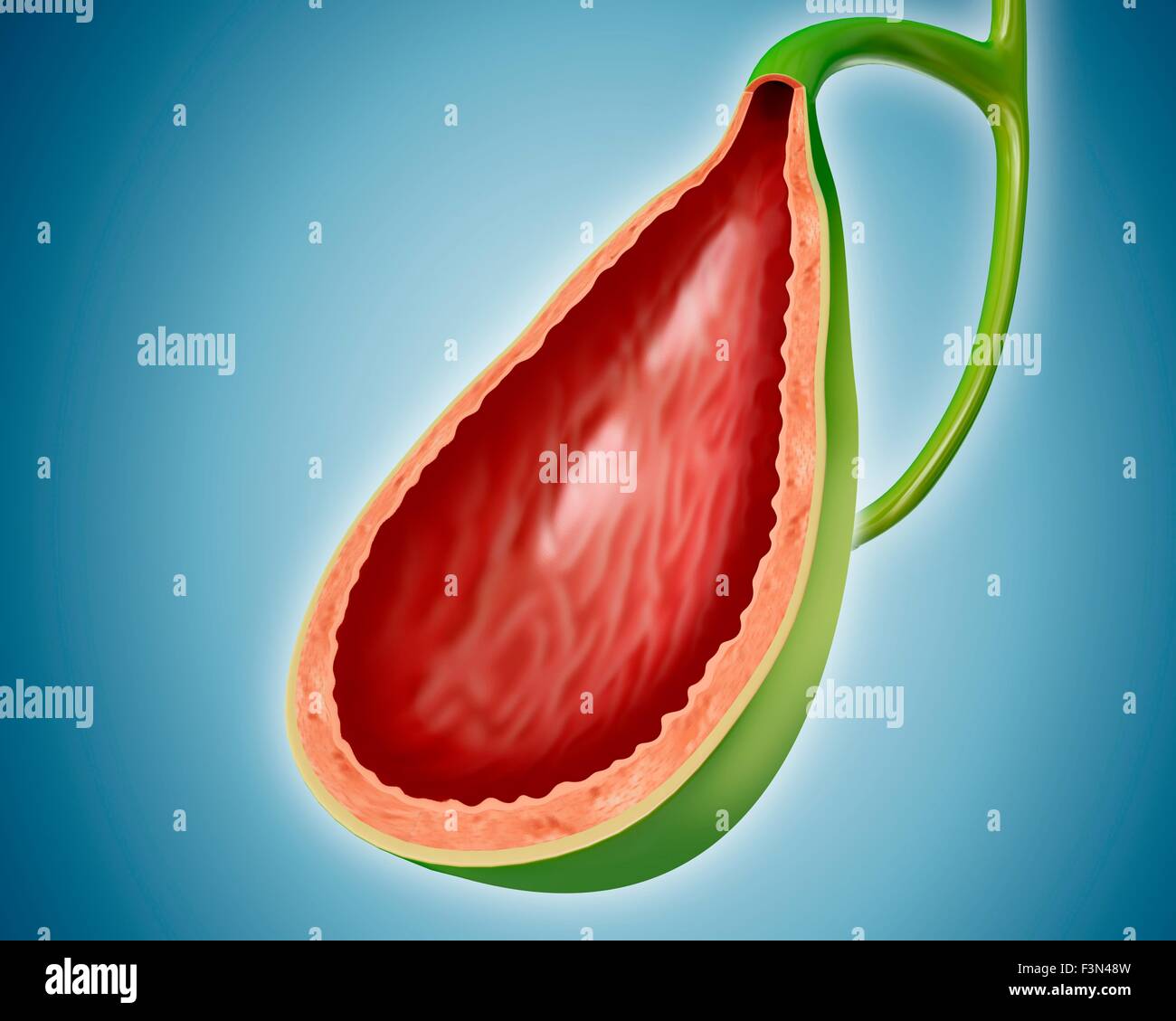 Gall bladder, illustration Stock Photo - Alamy