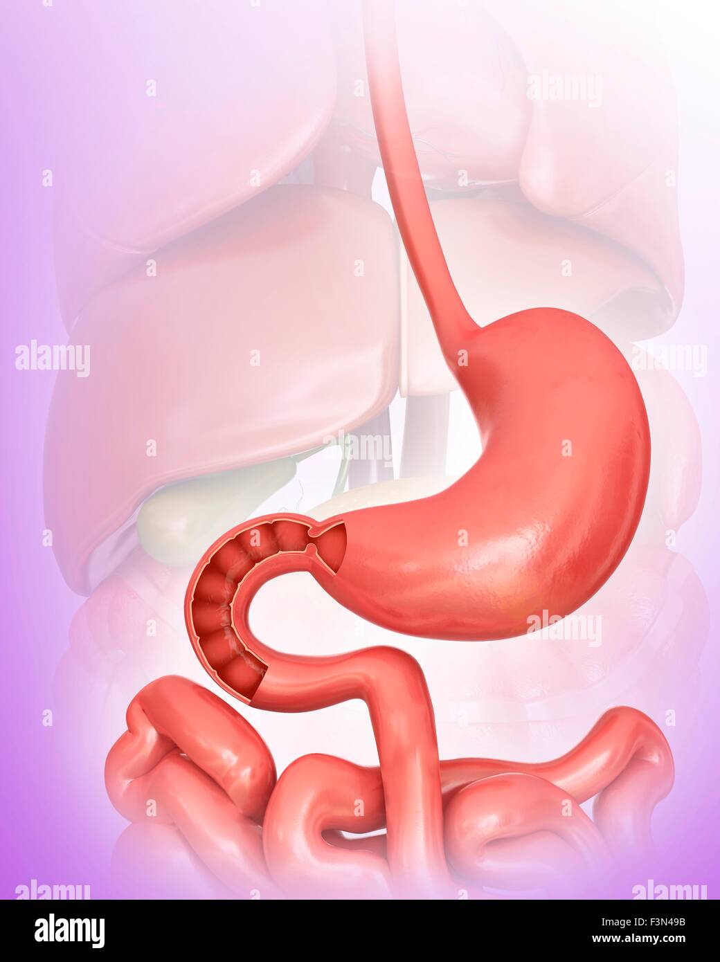 Small intestine and stomach, illustration Stock Photo - Alamy
