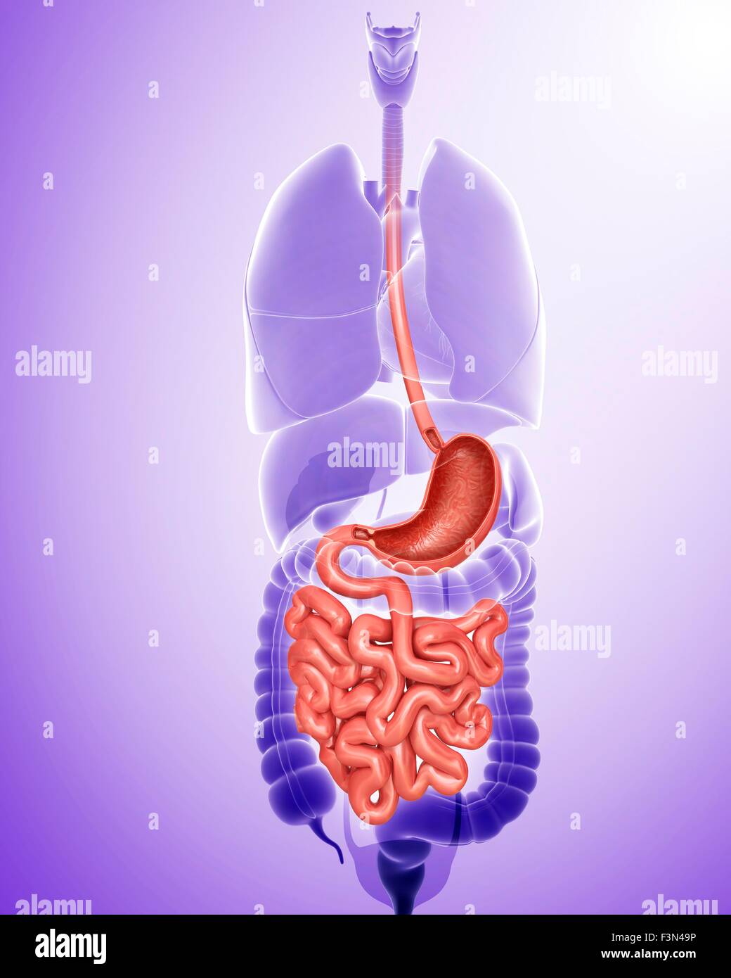 Food digestive system illustration hi-res stock photography and images ...
