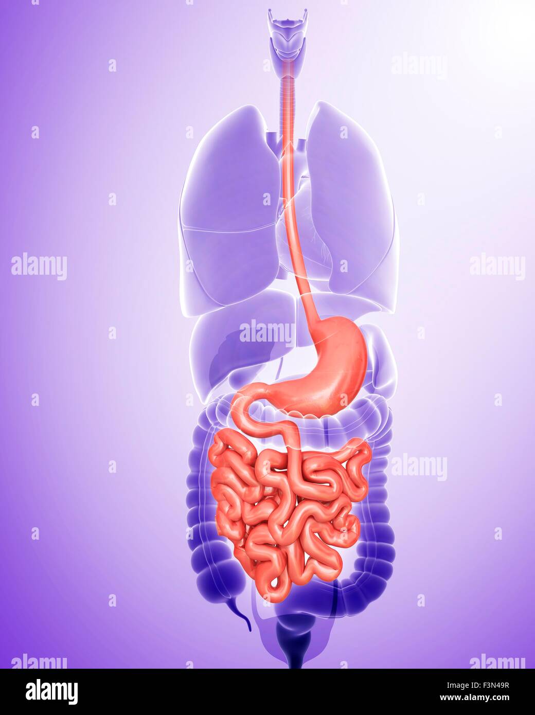 Esophagus gullet oesophagus hi-res stock photography and images - Alamy