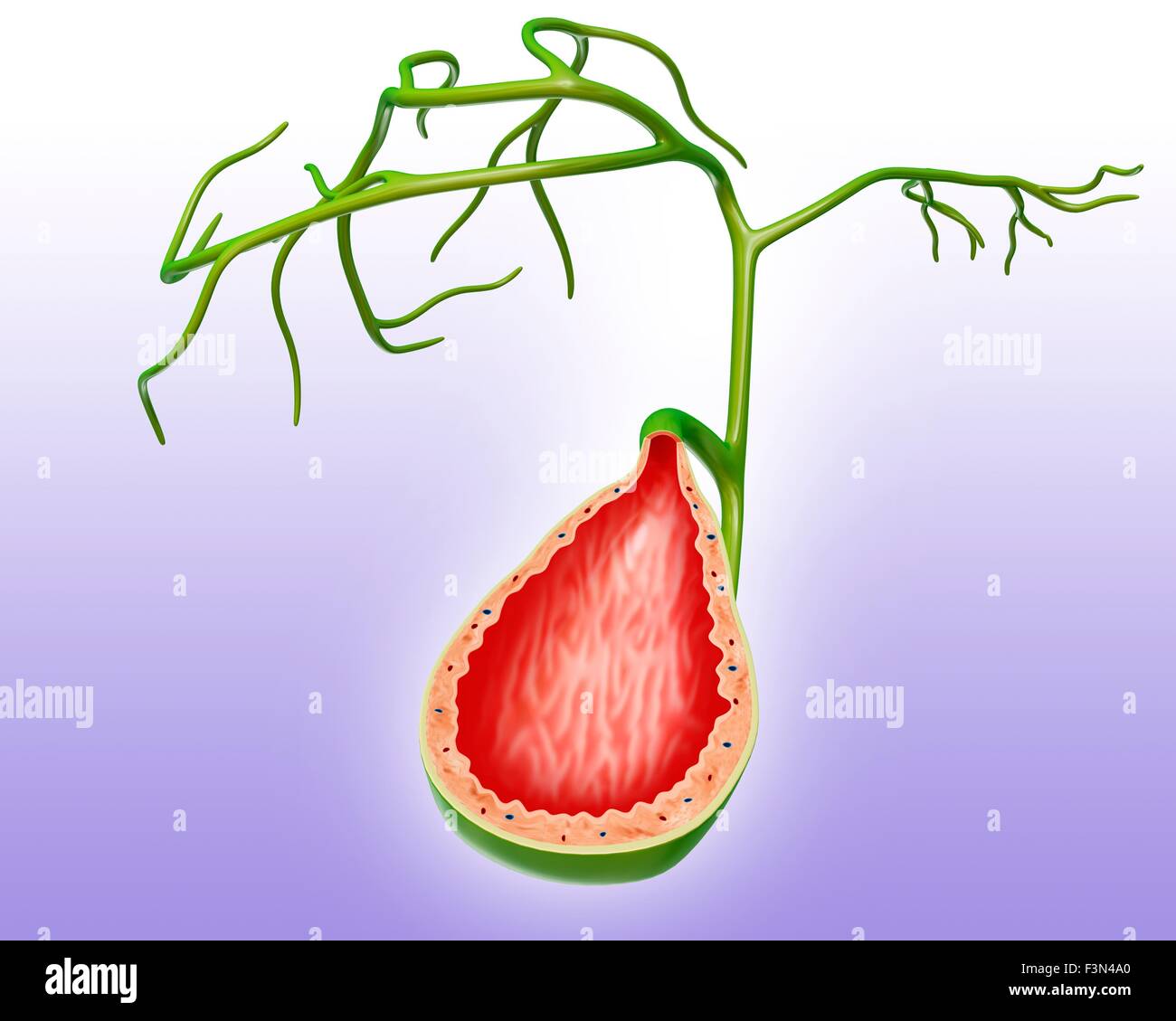 Gall bladder, illustration Stock Photo - Alamy