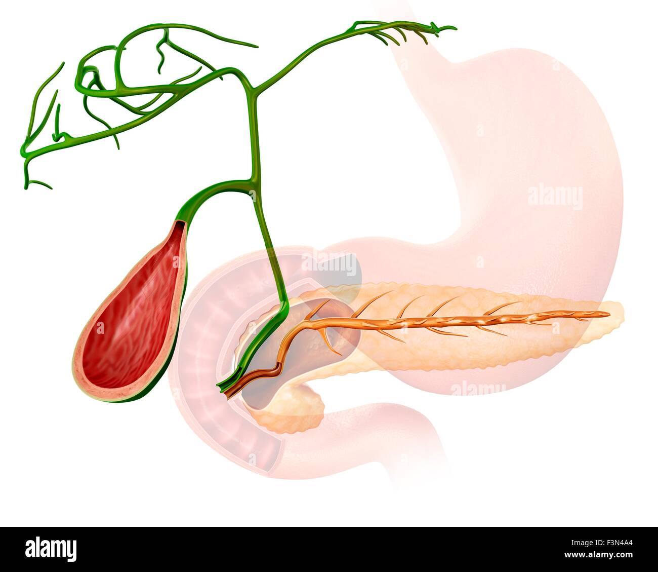 Gall bladder, illustration Stock Photo - Alamy