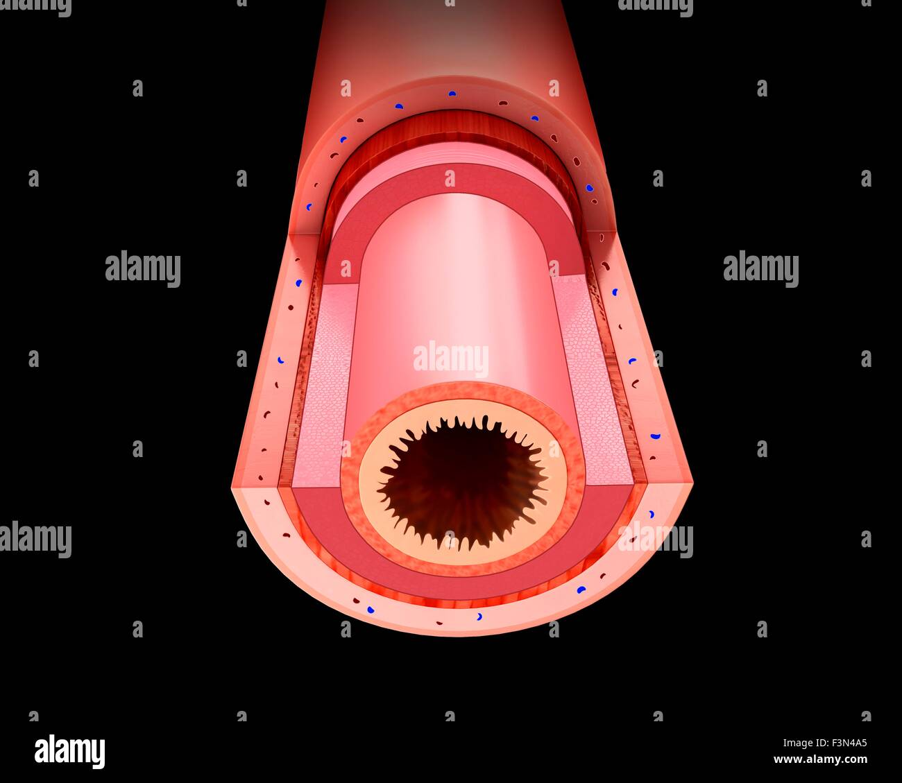 Human small intestinal wall hi-res stock photography and images - Alamy
