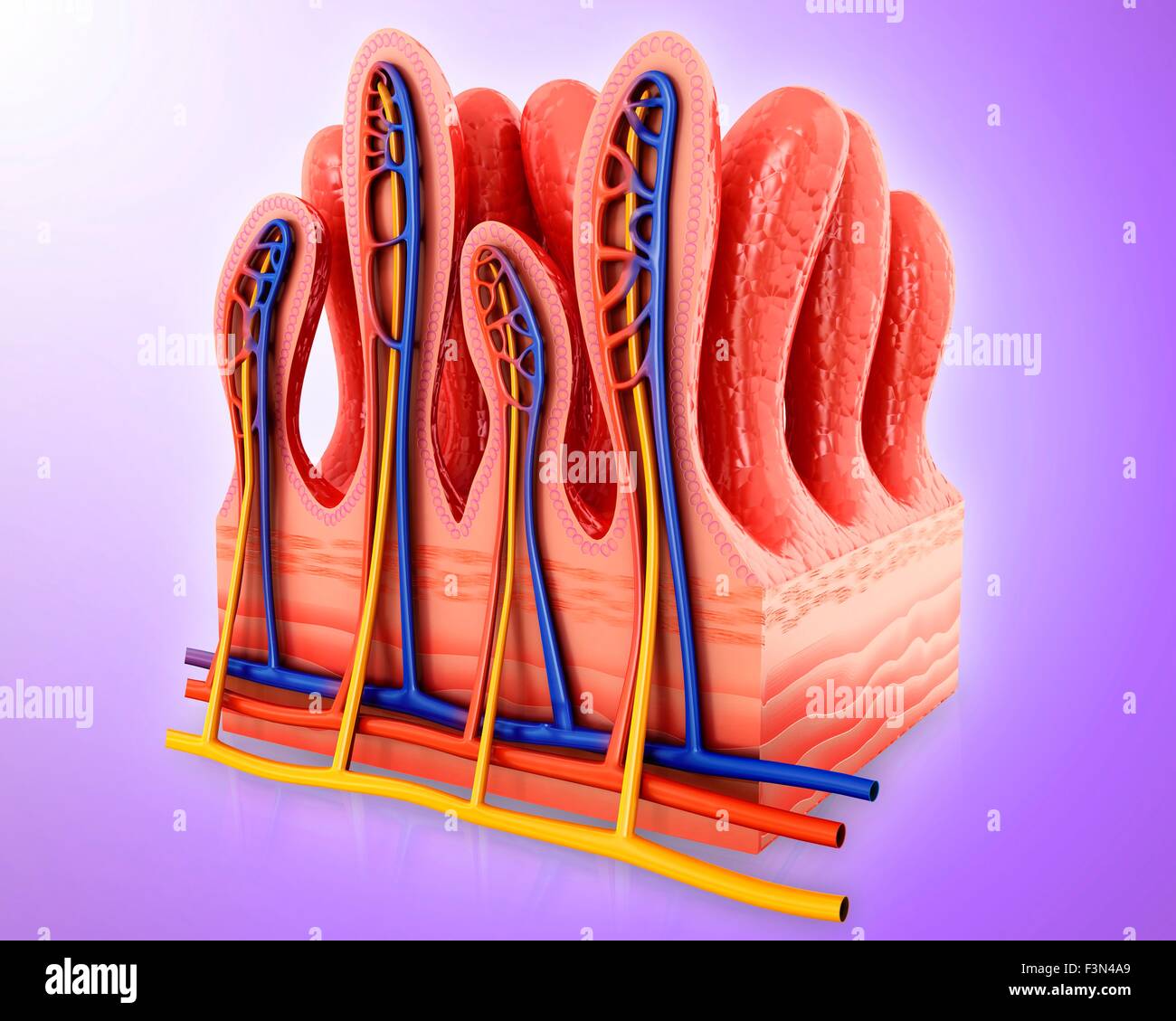 Small intestine wall, illustration Stock Photo - Alamy