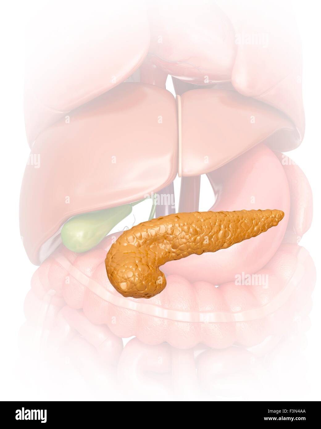 Pancreas Cut Out Stock Images & Pictures - Alamy