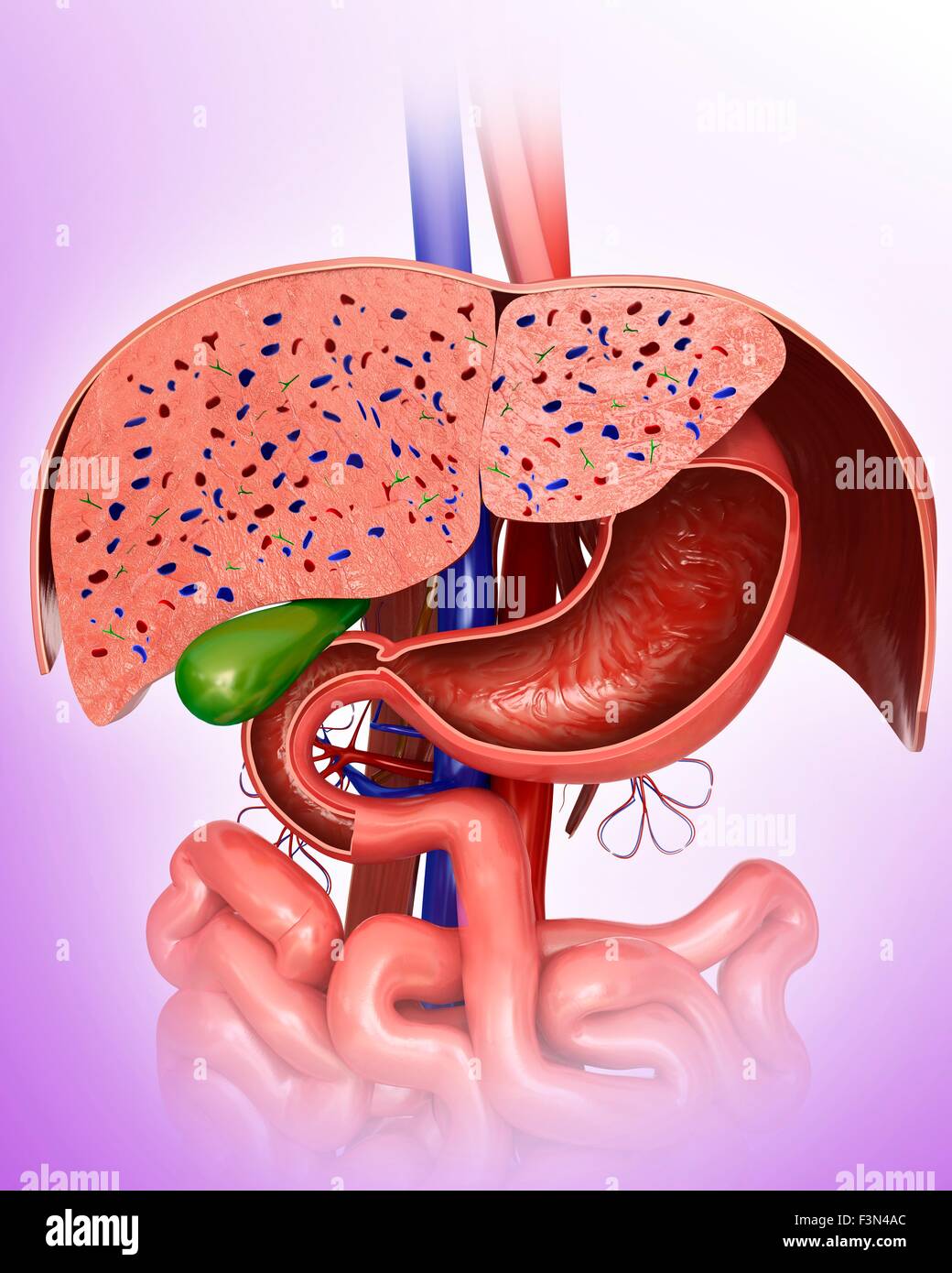 Cross section of liver, illustration Stock Photo - Alamy