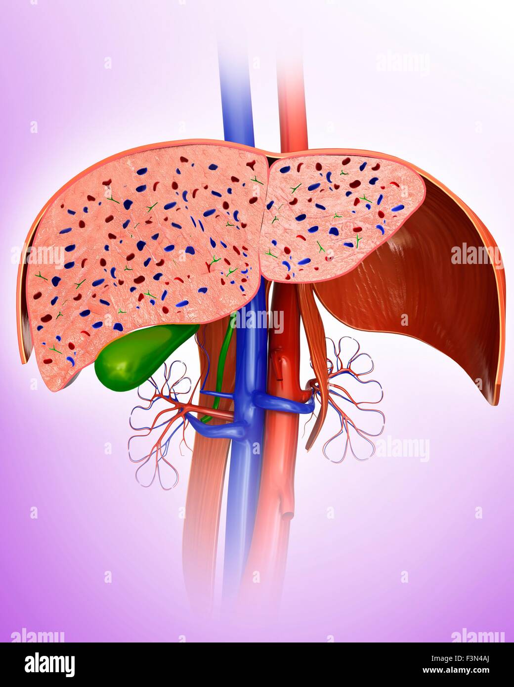 Cross section of liver, illustration Stock Photo - Alamy