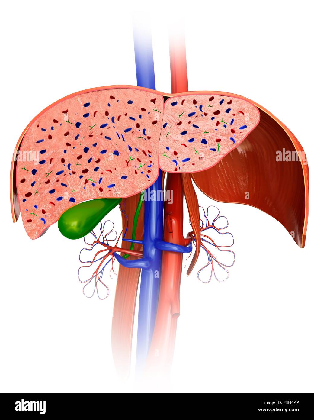 Cross section of liver, illustration Stock Photo - Alamy