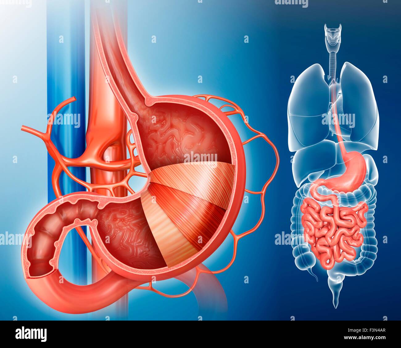 Stomach layers and small intestine Stock Photo - Alamy
