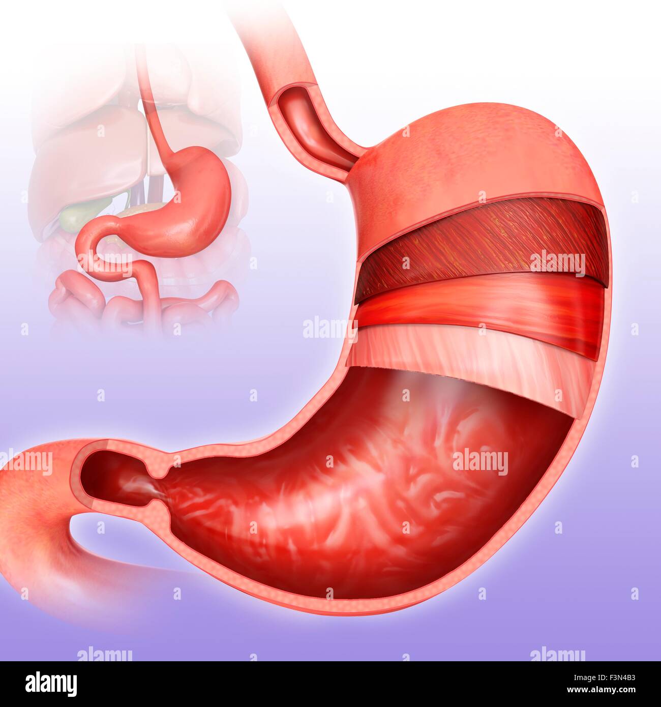 Stomach layers and small intestine Stock Photo - Alamy