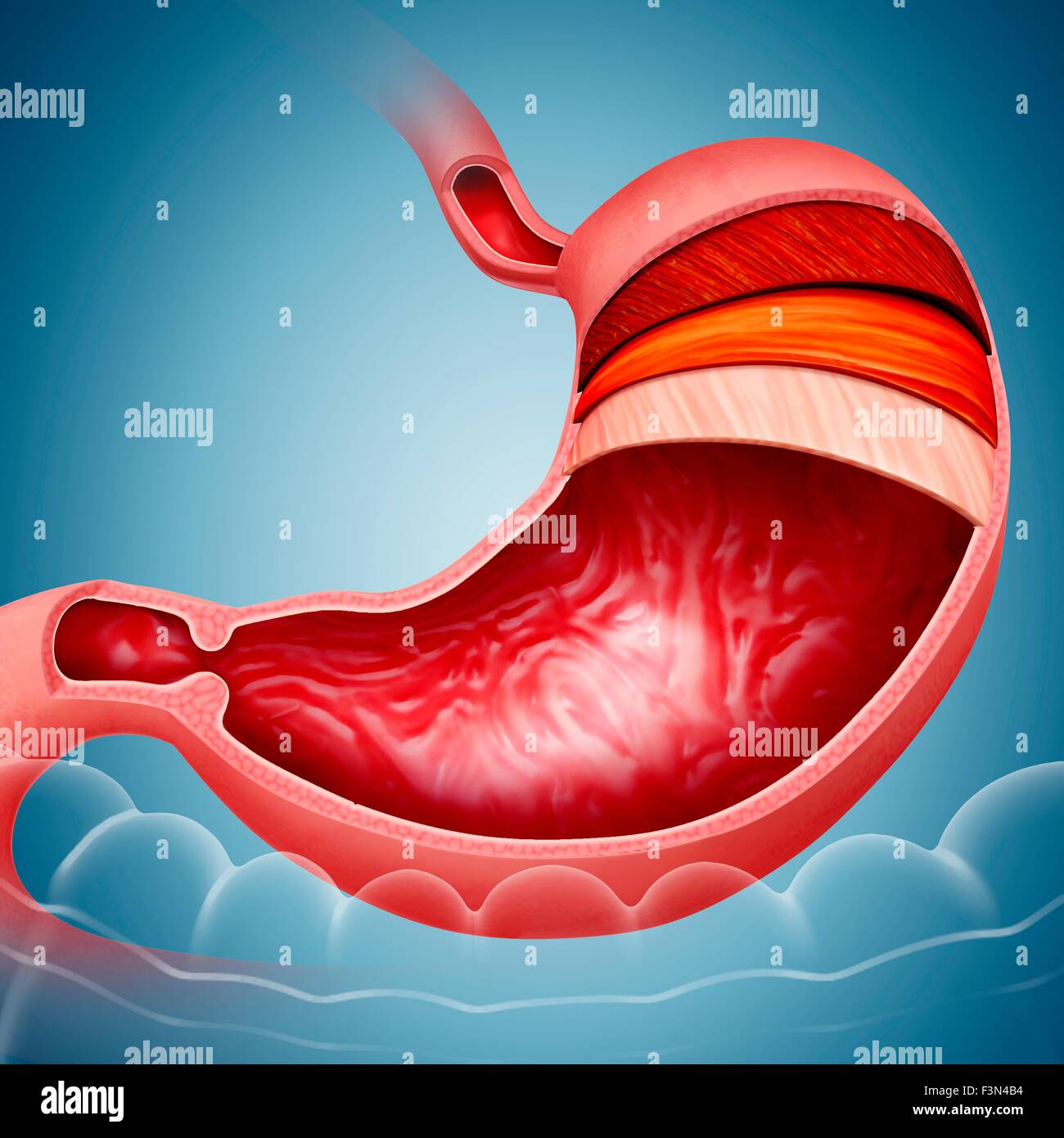 Stomach layers and small intestine Stock Photo - Alamy