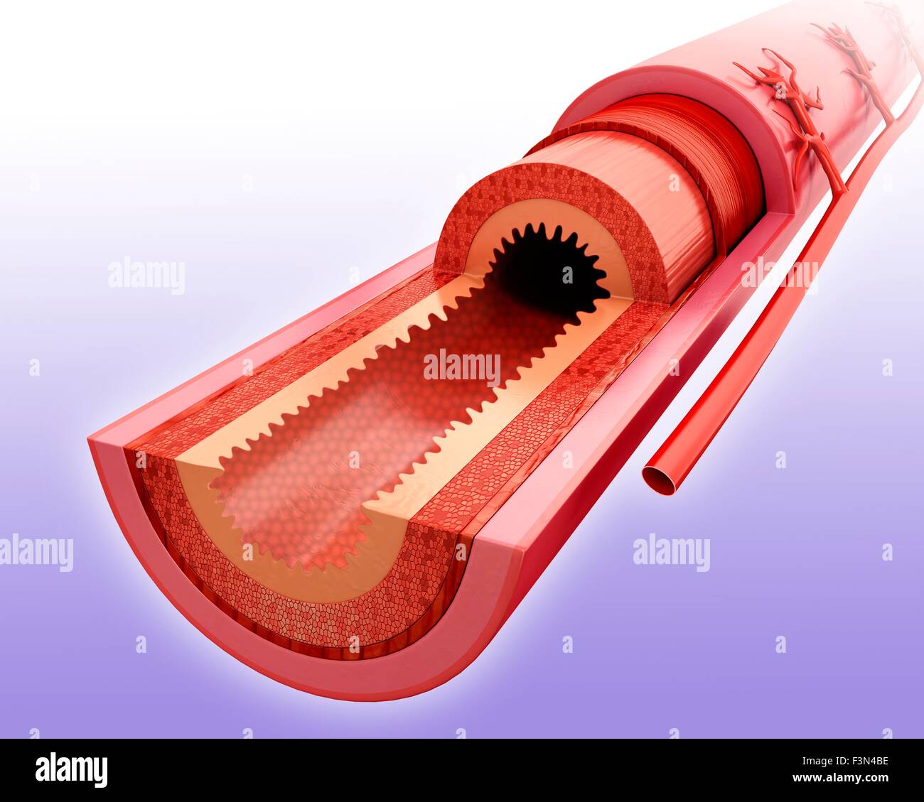 Human small intestinal wall hi-res stock photography and images - Alamy