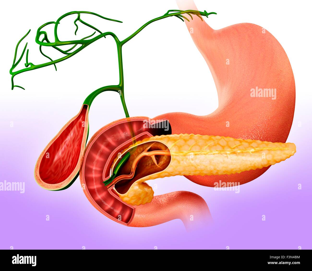Cross section of pancreas, illustration Stock Photo - Alamy