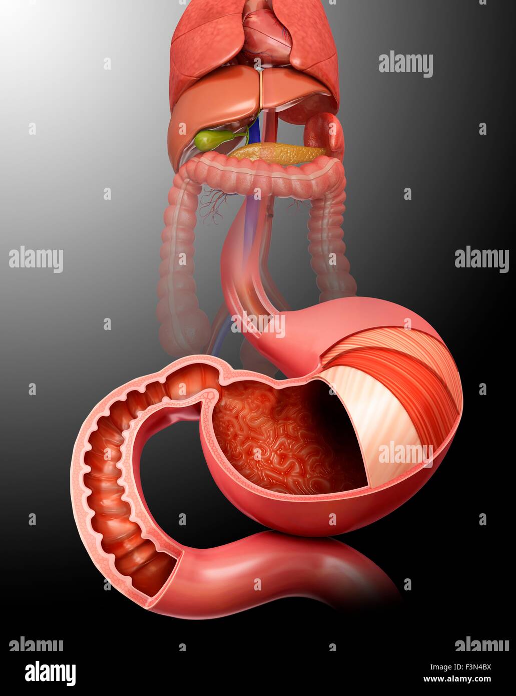 Stomach layers and small intestine Stock Photo - Alamy
