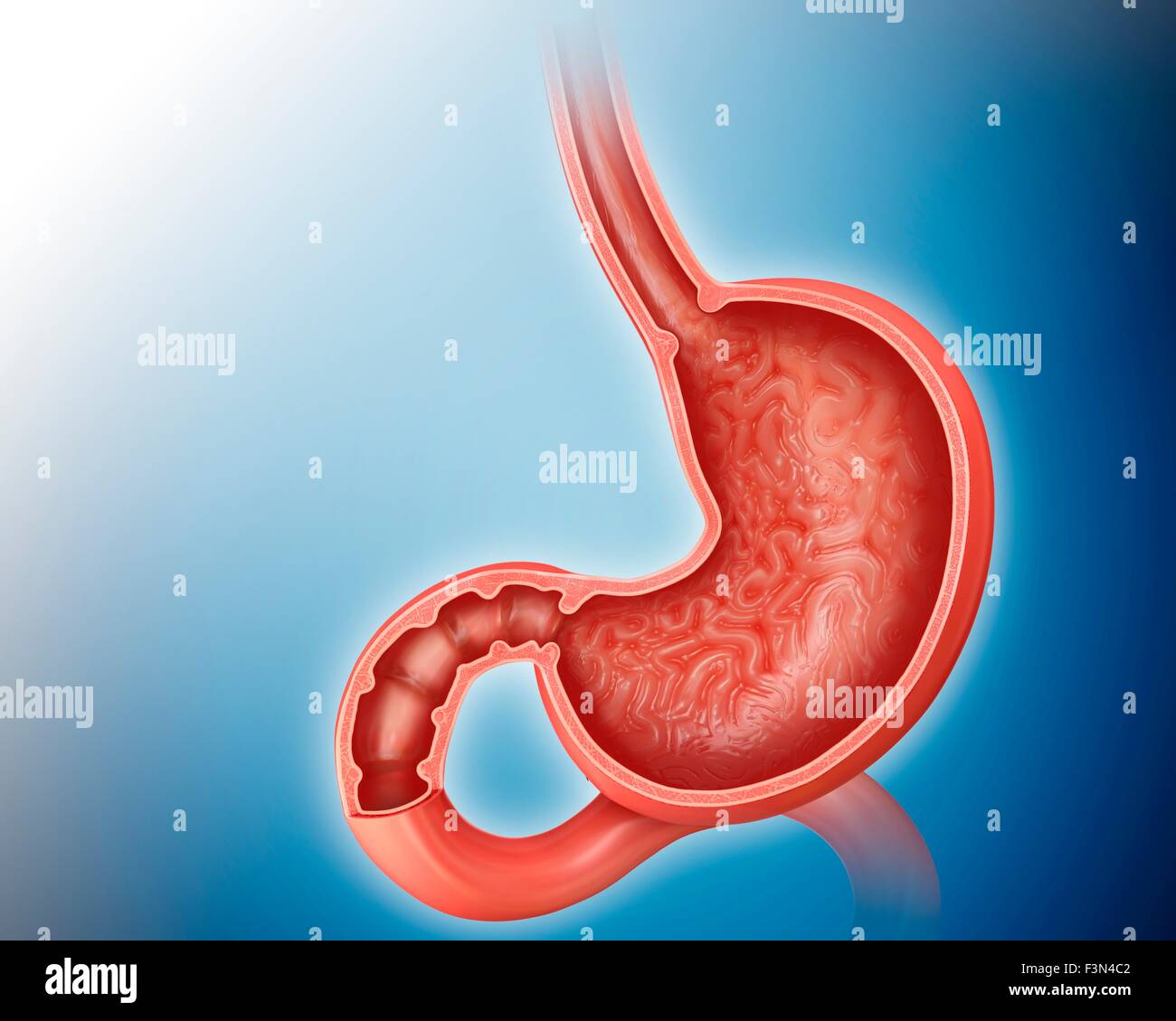 Cross section of stomach, illustration Stock Photo - Alamy