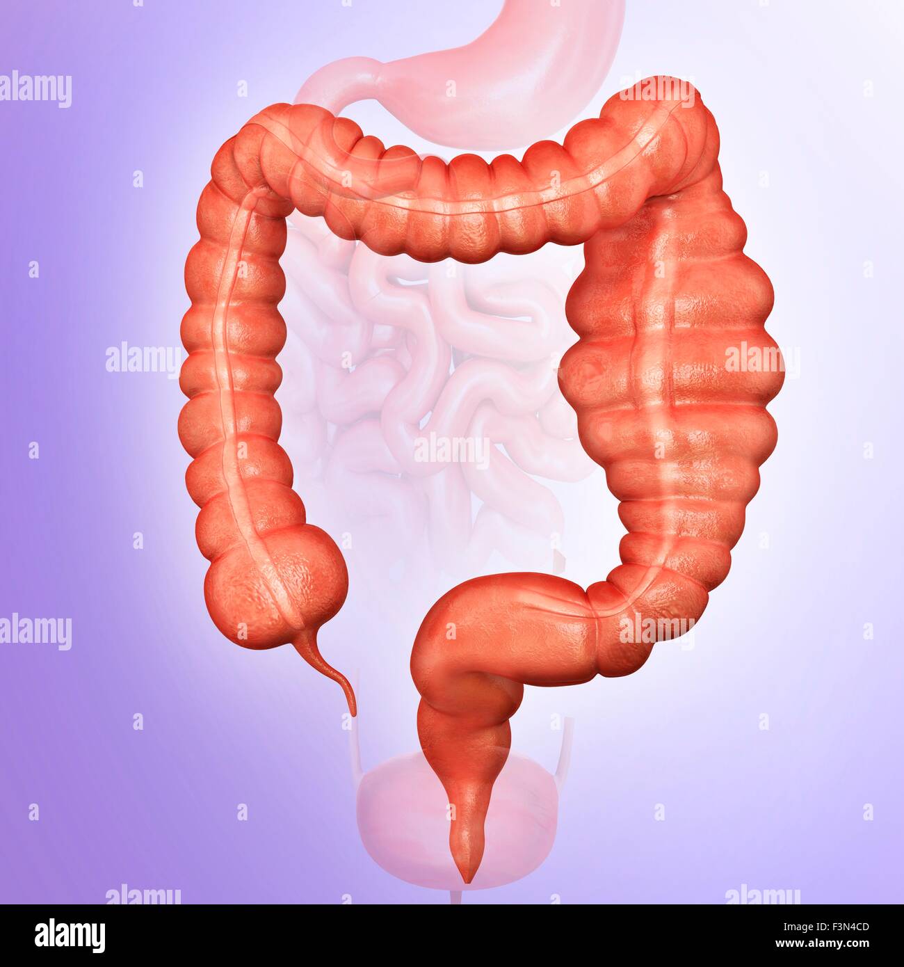 Megacolon hi-res stock photography and images - Alamy