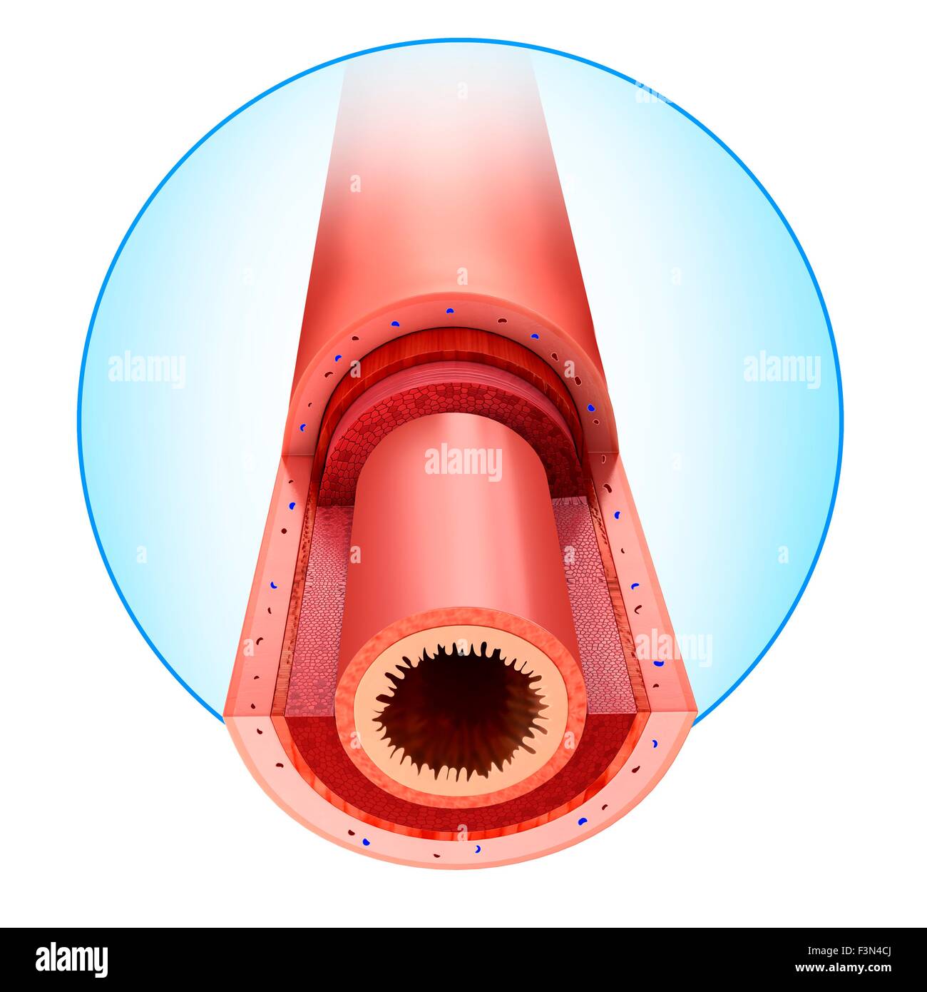 Small intestine wall, illustration Stock Photo - Alamy
