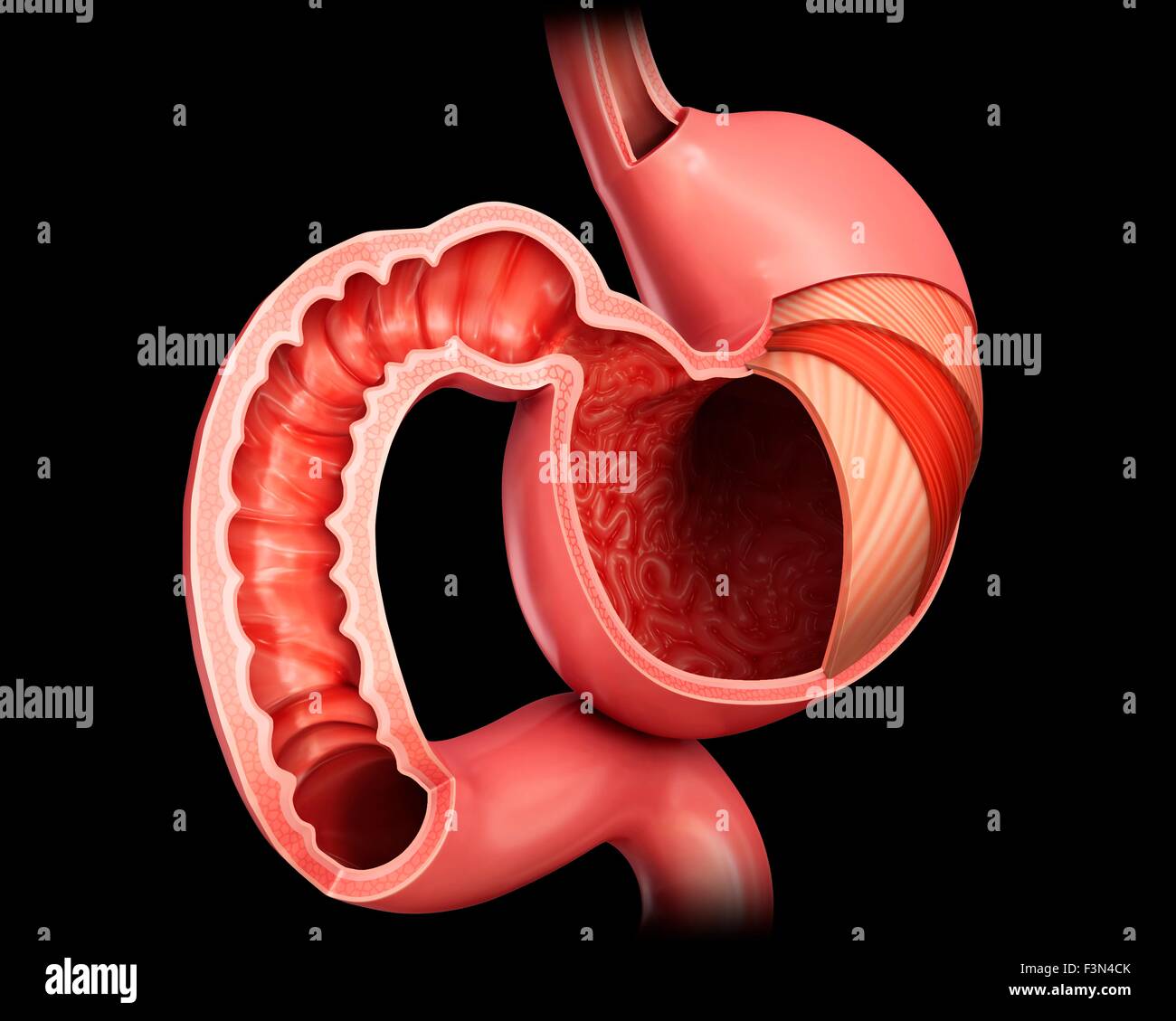 Small Intestine Layers High Resolution Stock Photography and Images - Alamy