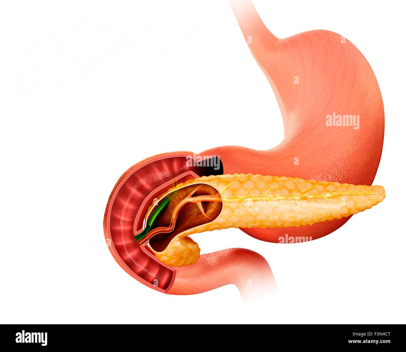 Cross section of pancreas, illustration Stock Photo - Alamy