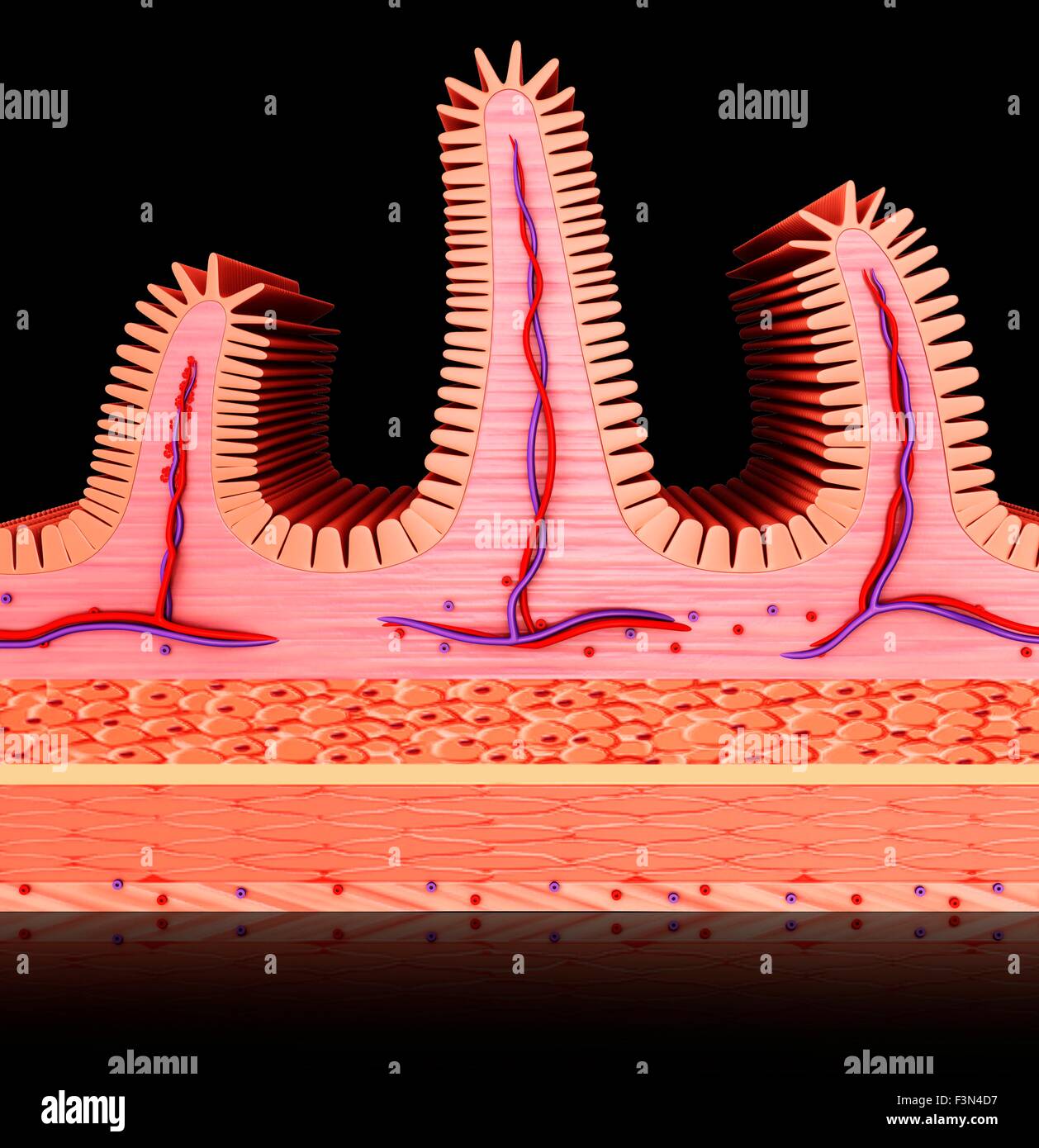 Small intestine wall, illustration Stock Photo - Alamy