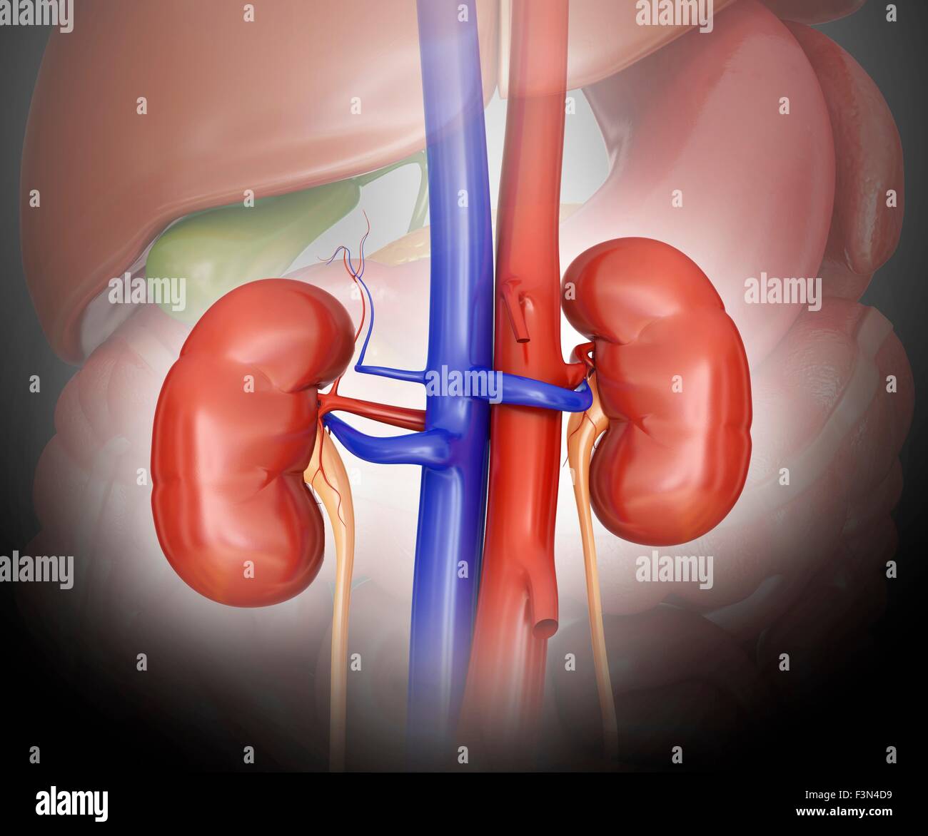 Human kidneys, illustration Stock Photo - Alamy
