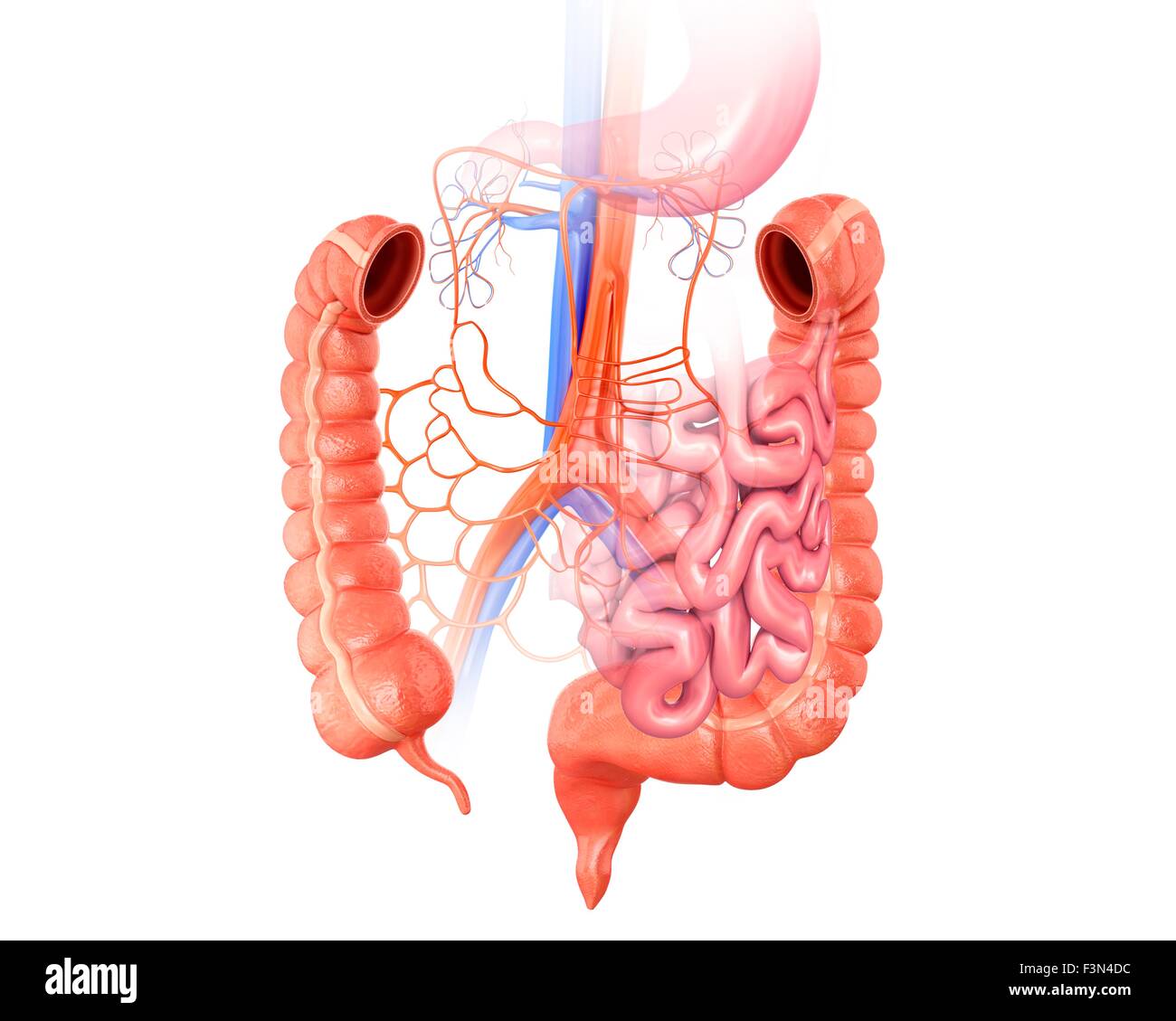 Human intestines hi-res stock photography and images - Alamy