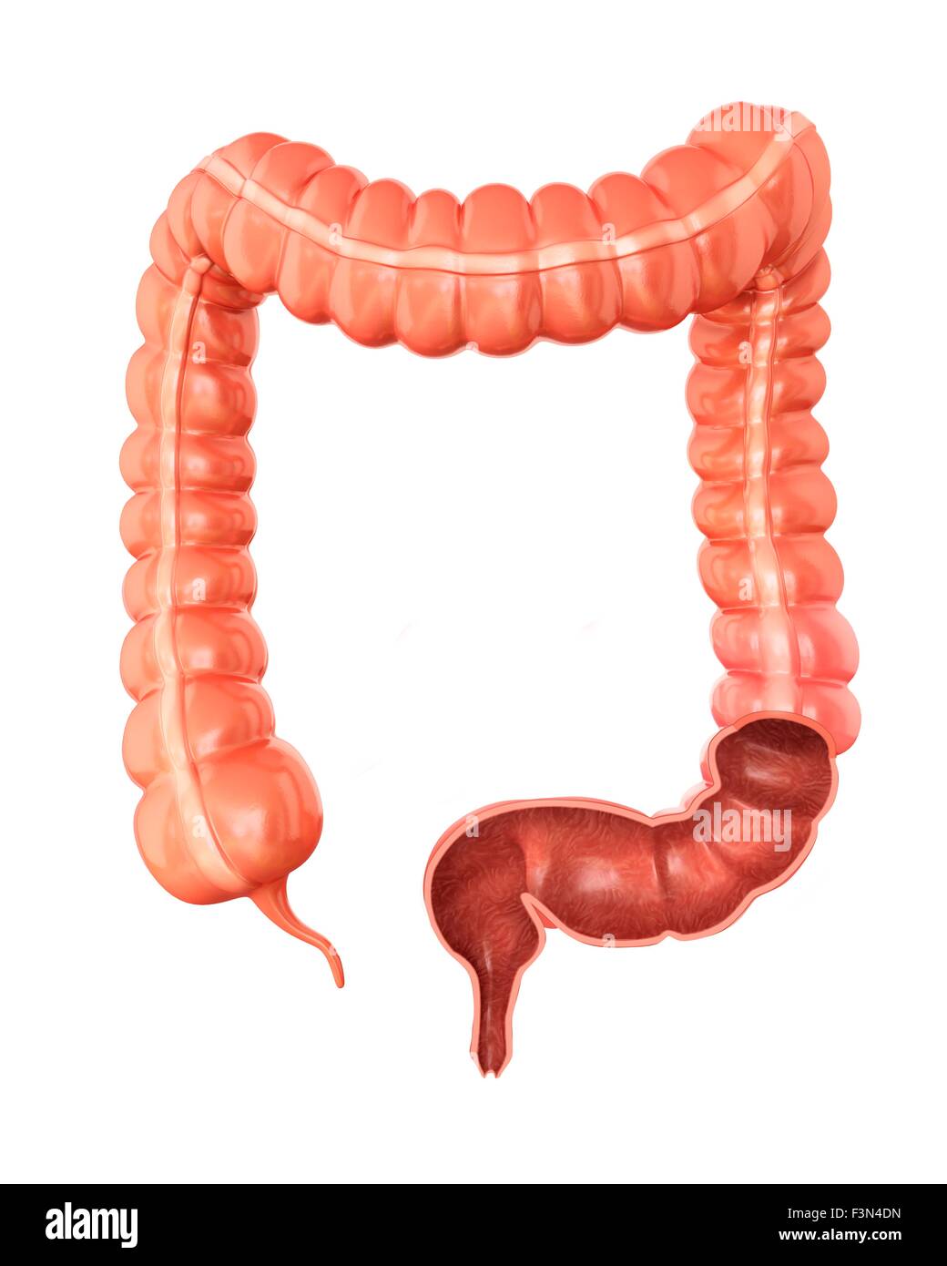 Large intestine, illustration Stock Photo - Alamy