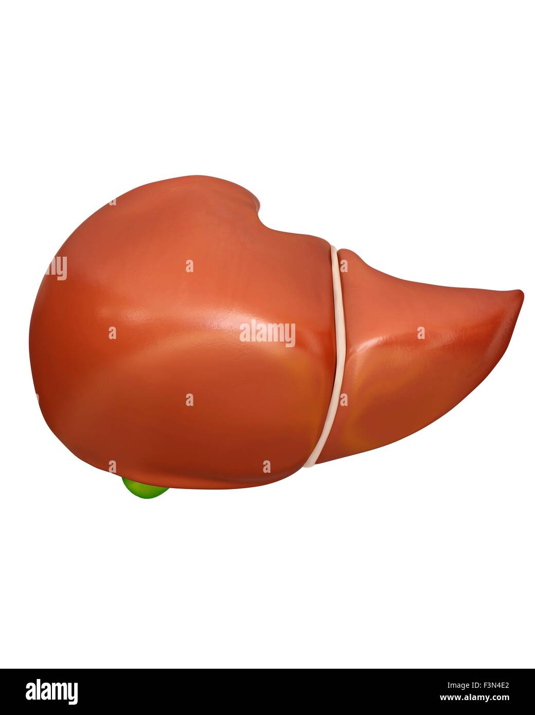 Human liver plain background Cut Out Stock Images & Pictures - Alamy