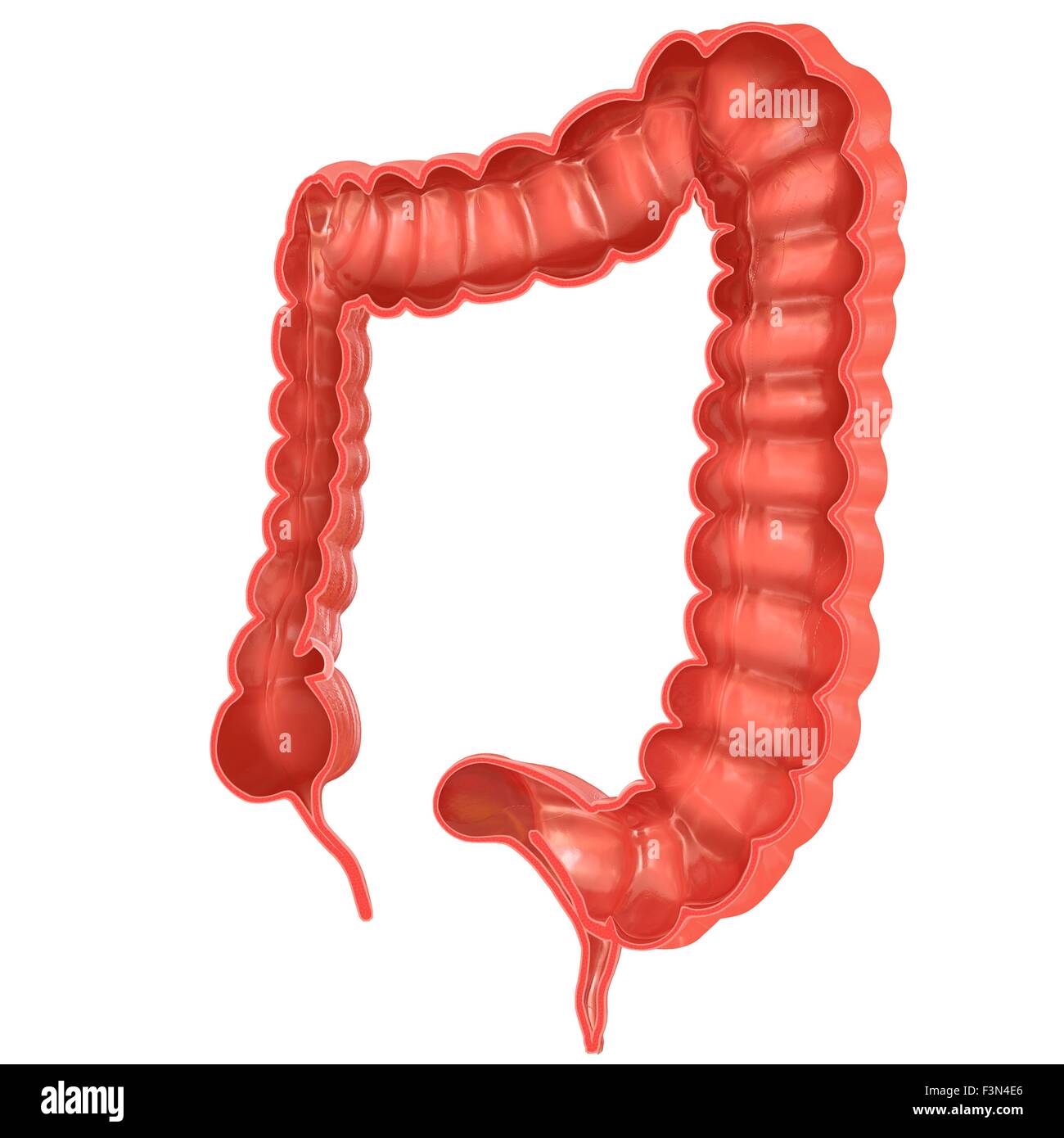 Large intestine, illustration Stock Photo - Alamy
