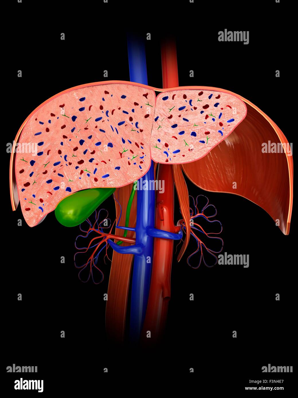 Liver and gall bladder, illustration Stock Photo - Alamy