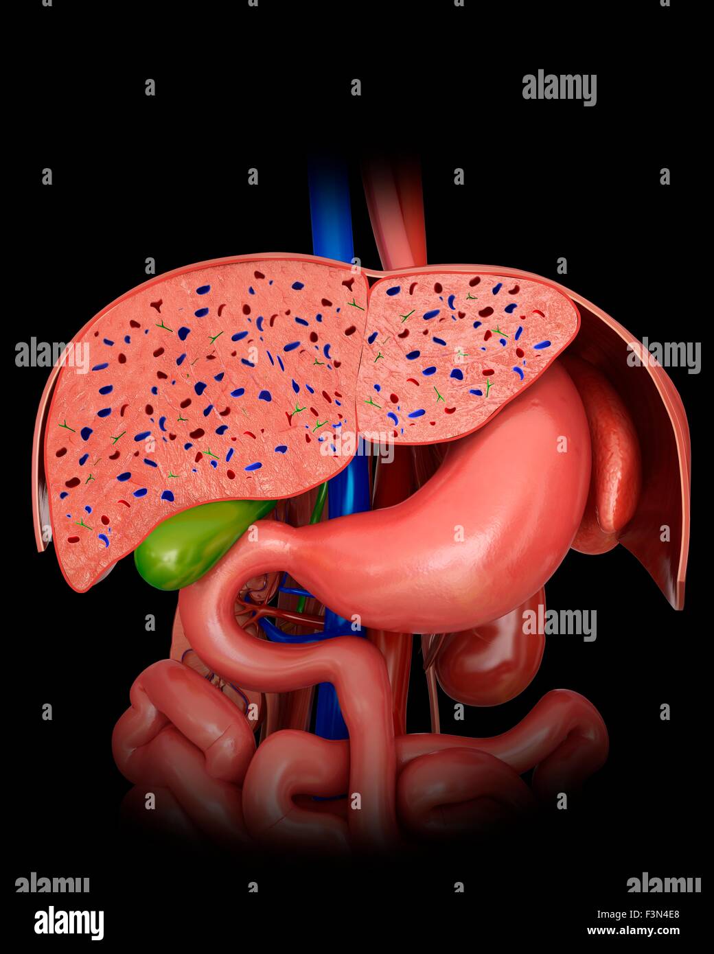 Gall black background hi-res stock photography and images - Alamy