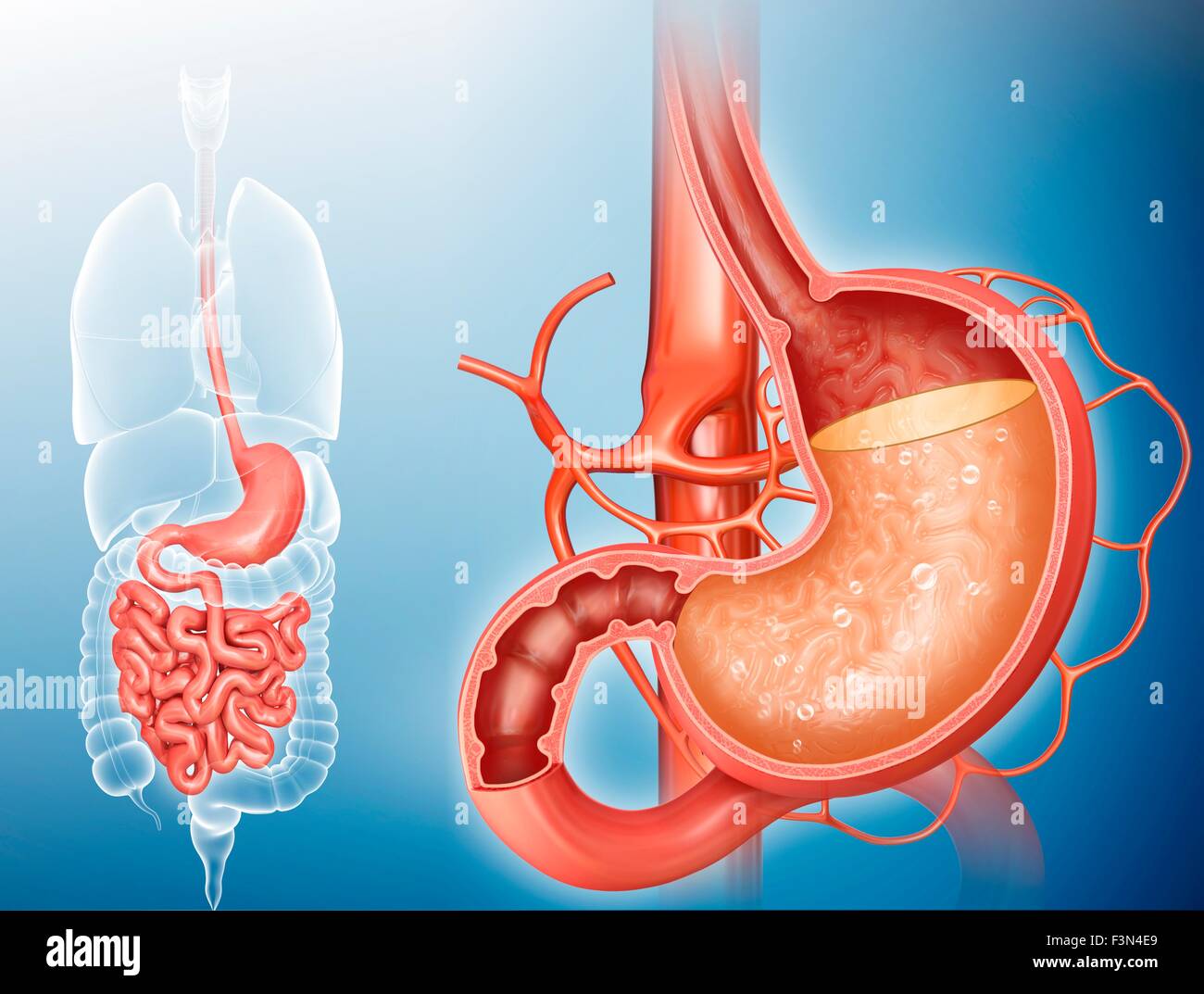 Stomach acidity, illustration Stock Photo - Alamy