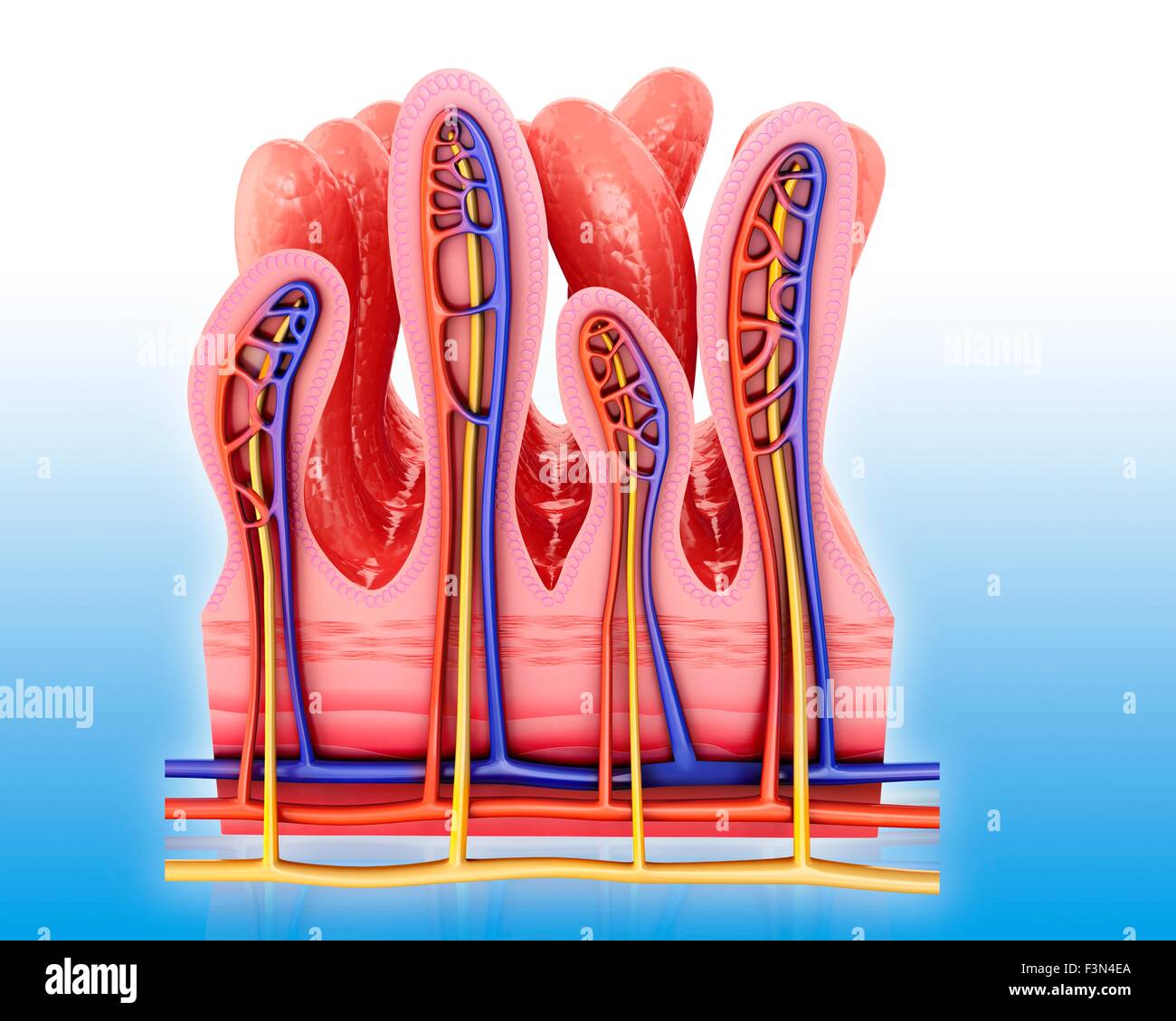 Human small intestine wall hi-res stock photography and images - Alamy