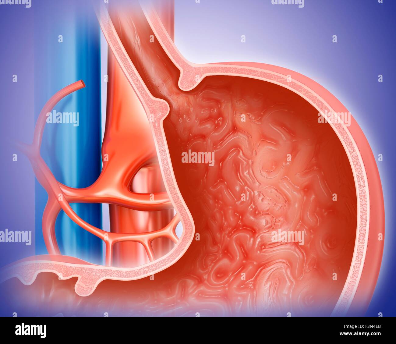 Cross section of stomach, illustration Stock Photo - Alamy