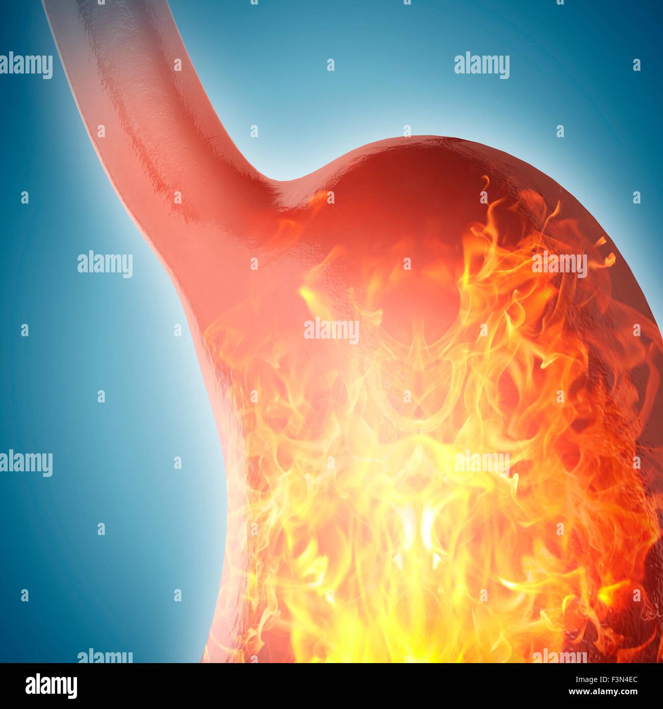 Cross section of stomach, illustration Stock Photo - Alamy