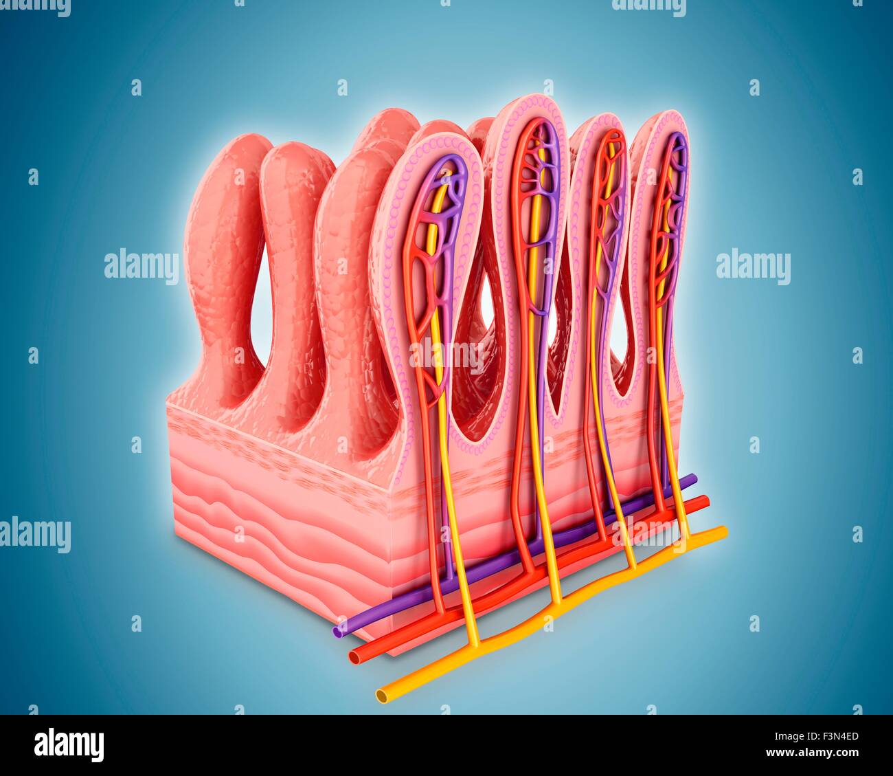 Human small intestinal wall hi-res stock photography and images - Alamy