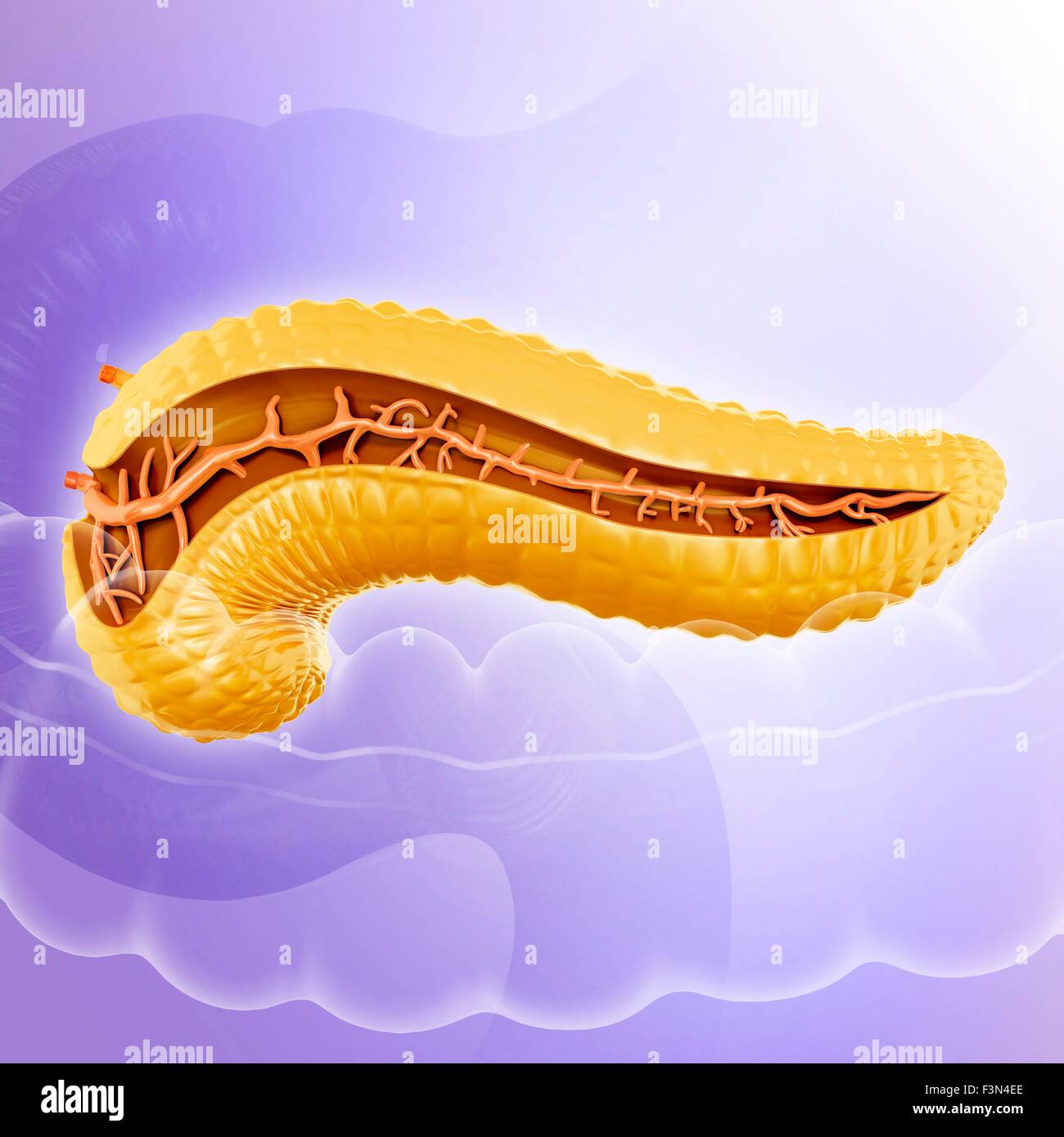 Cross section of pancreas, illustration Stock Photo - Alamy