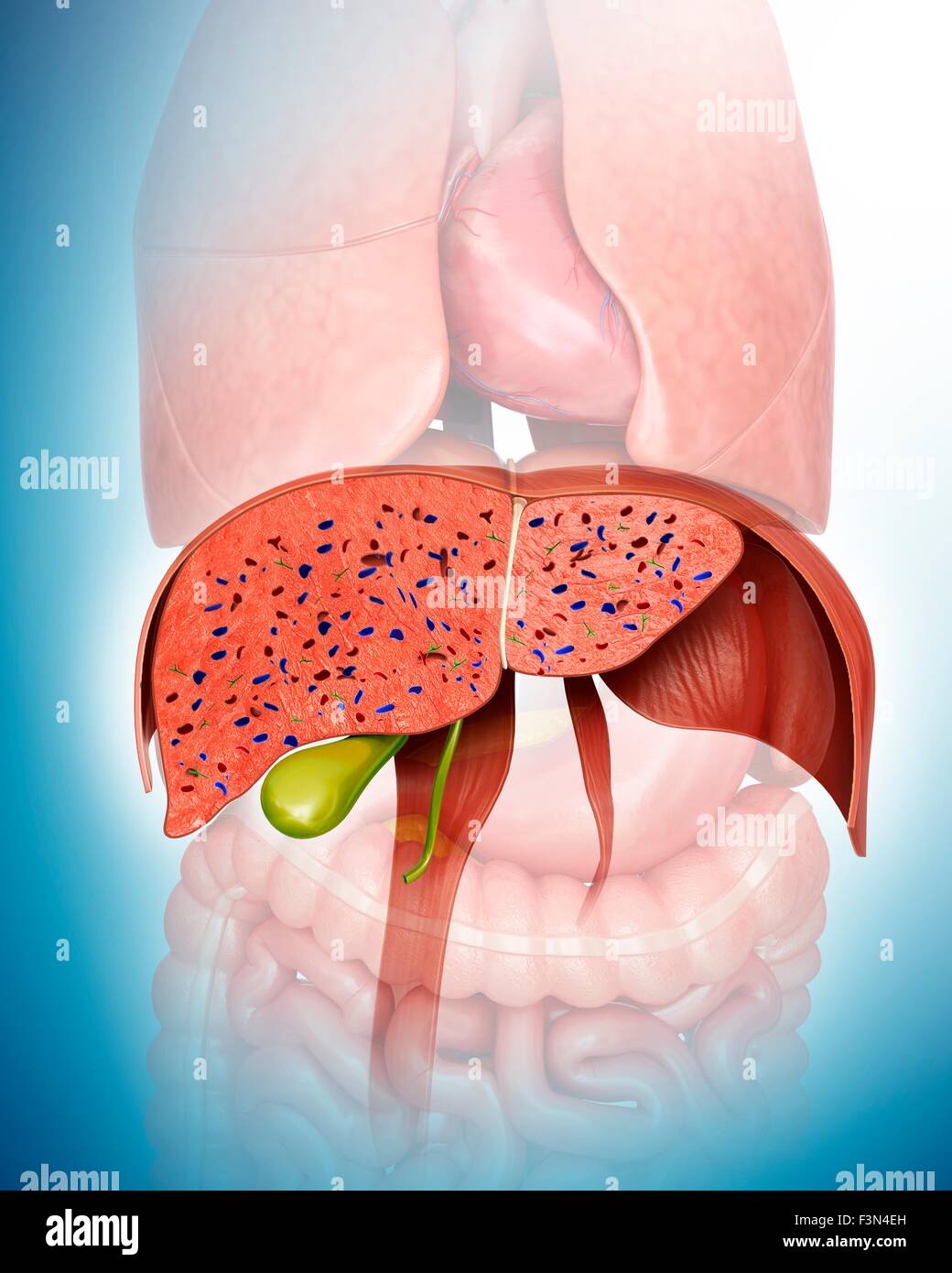 Liver and gall bladder, illustration Stock Photo - Alamy
