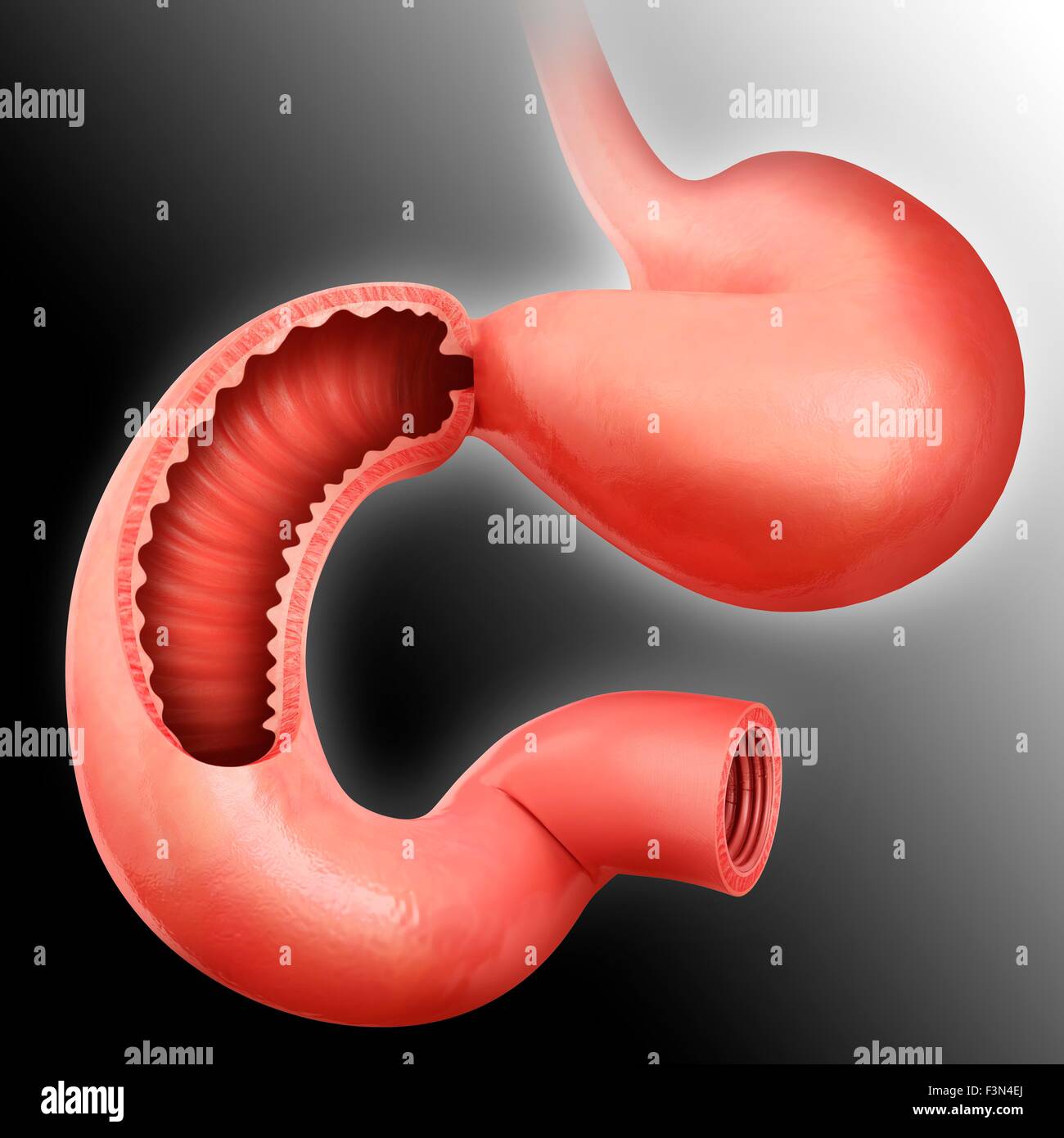 Cross Section Of Small Intestine High Resolution Stock Photography and ...
