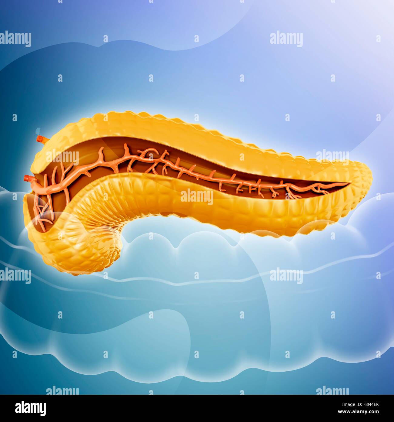 Cross section of pancreas, illustration Stock Photo - Alamy