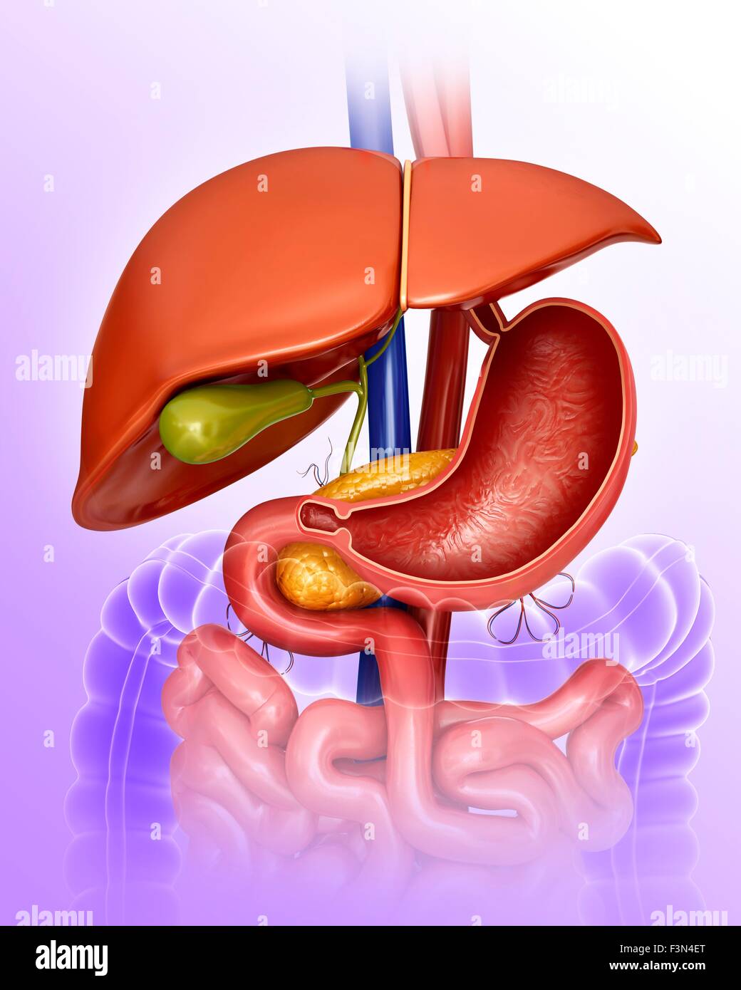 Human stomach internal organ hi-res stock photography and images - Alamy