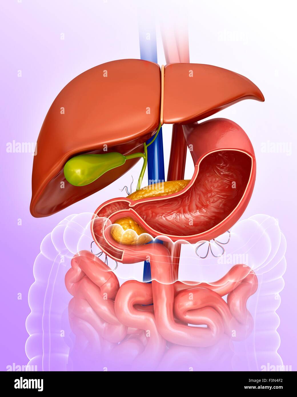 Stomach organs biology anatomy hi-res stock photography and images - Alamy