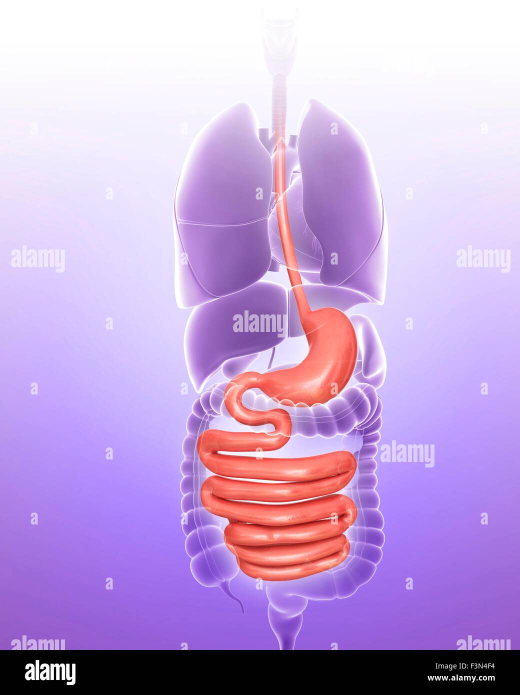 Stomach and intestine, illustration Stock Photo - Alamy