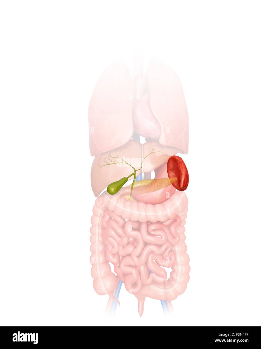 Spleen and gall bladder, illustration Stock Photo - Alamy