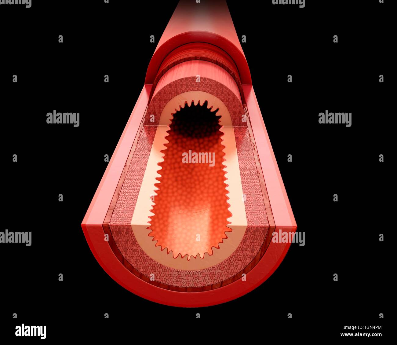 Small intestine, illustration Stock Photo - Alamy