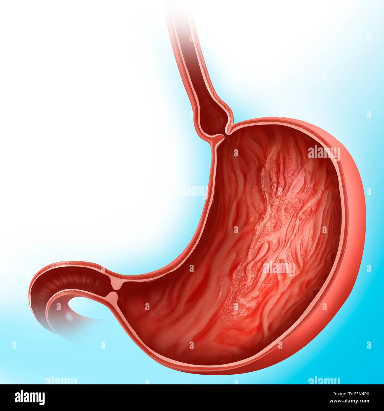 Human stomach cross section hi-res stock photography and images - Alamy