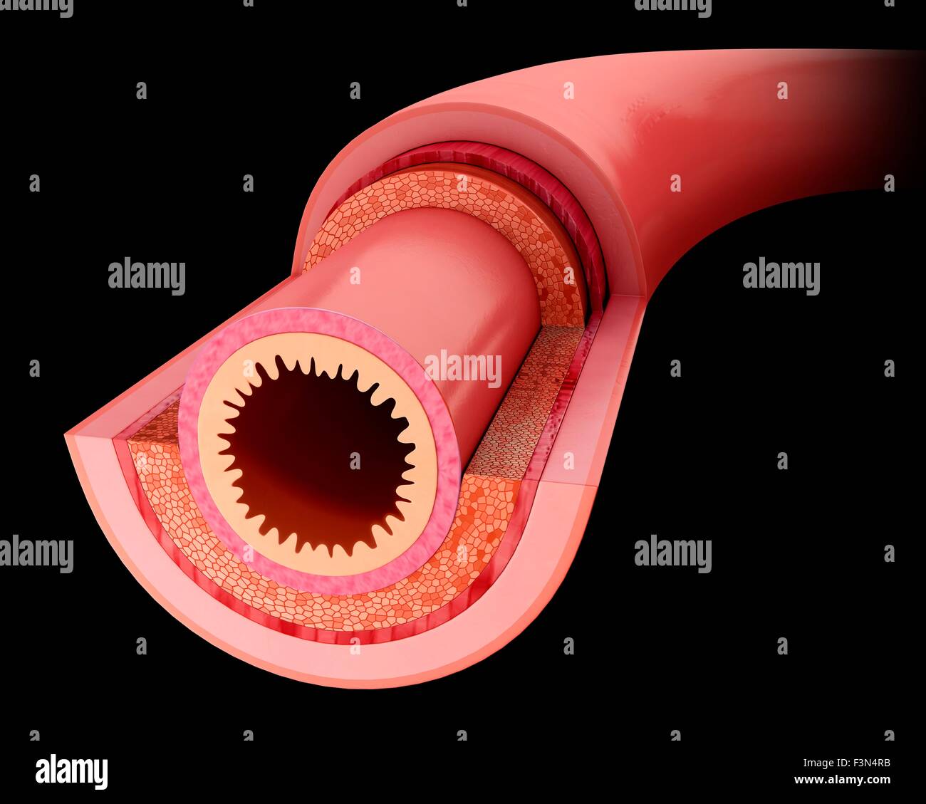 Cross Section Of Small Intestine High Resolution Stock Photography and ...