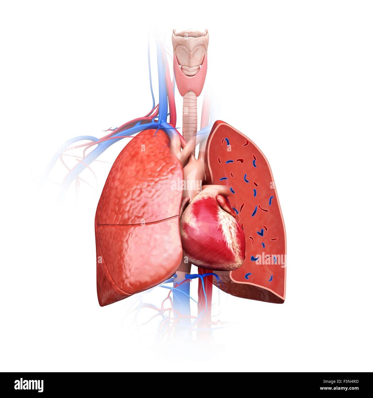 Cross section of the lungs hi-res stock photography and images - Alamy